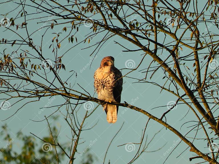 Red-Tailed Hawk Perched on the Dead Part of the Tree among Fall Foliage ...