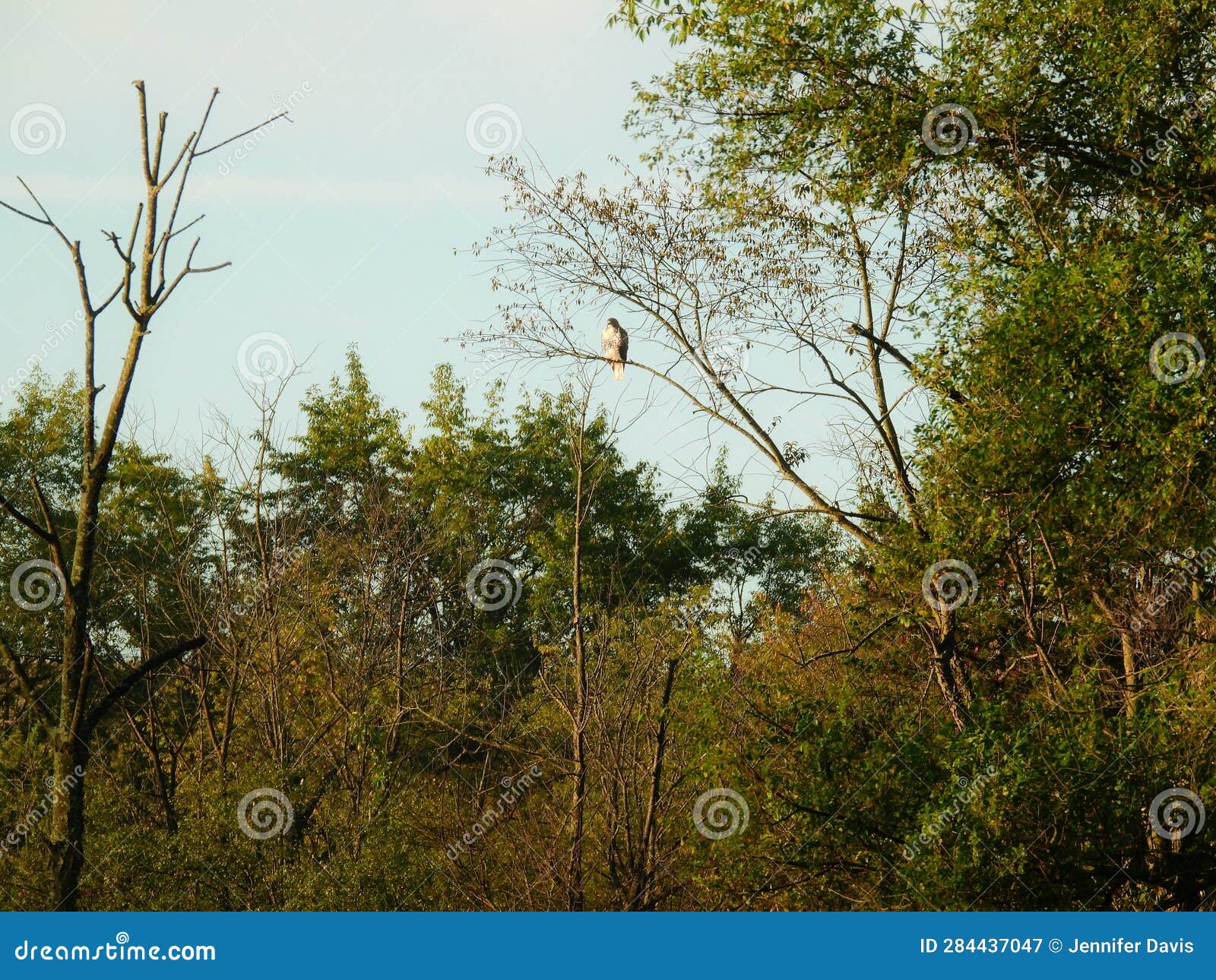 Red-Tailed Hawk Perched on the Dead Part of the Tree among Fall Foliage ...