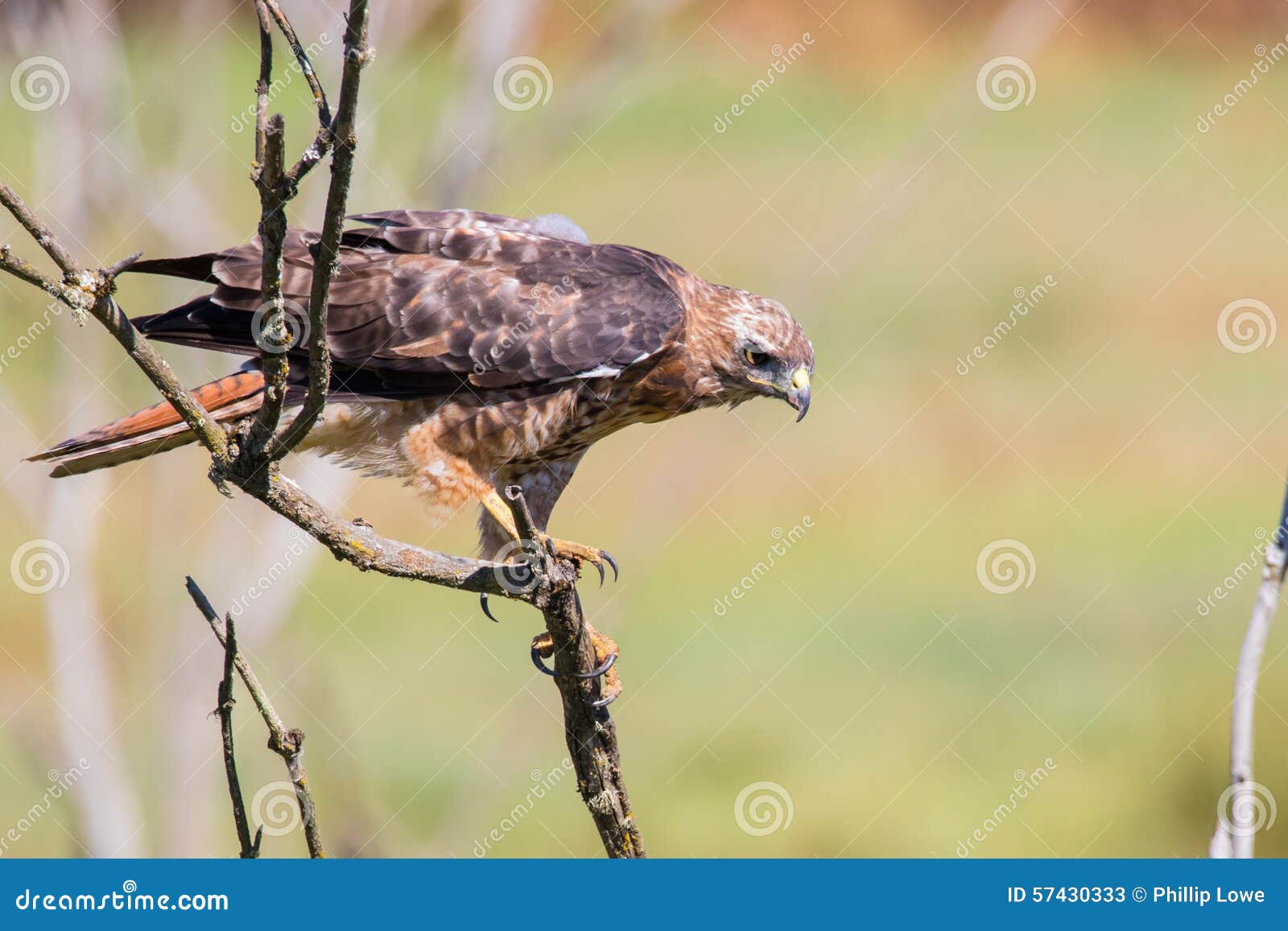 Red-Tailed Hawk Perched in Dead Tree. Stock Image - Image of nature ...