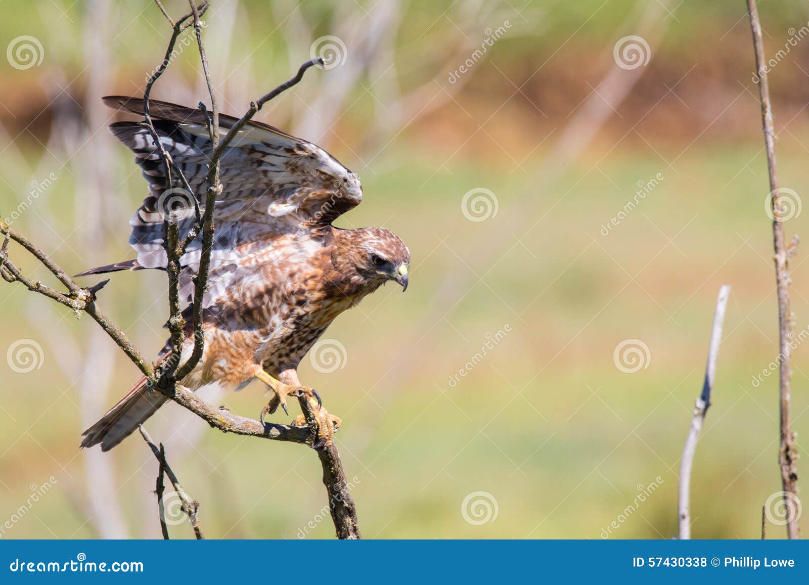 Red-Tailed Hawk Perched in Dead Tree. Stock Photo - Image of hawks ...