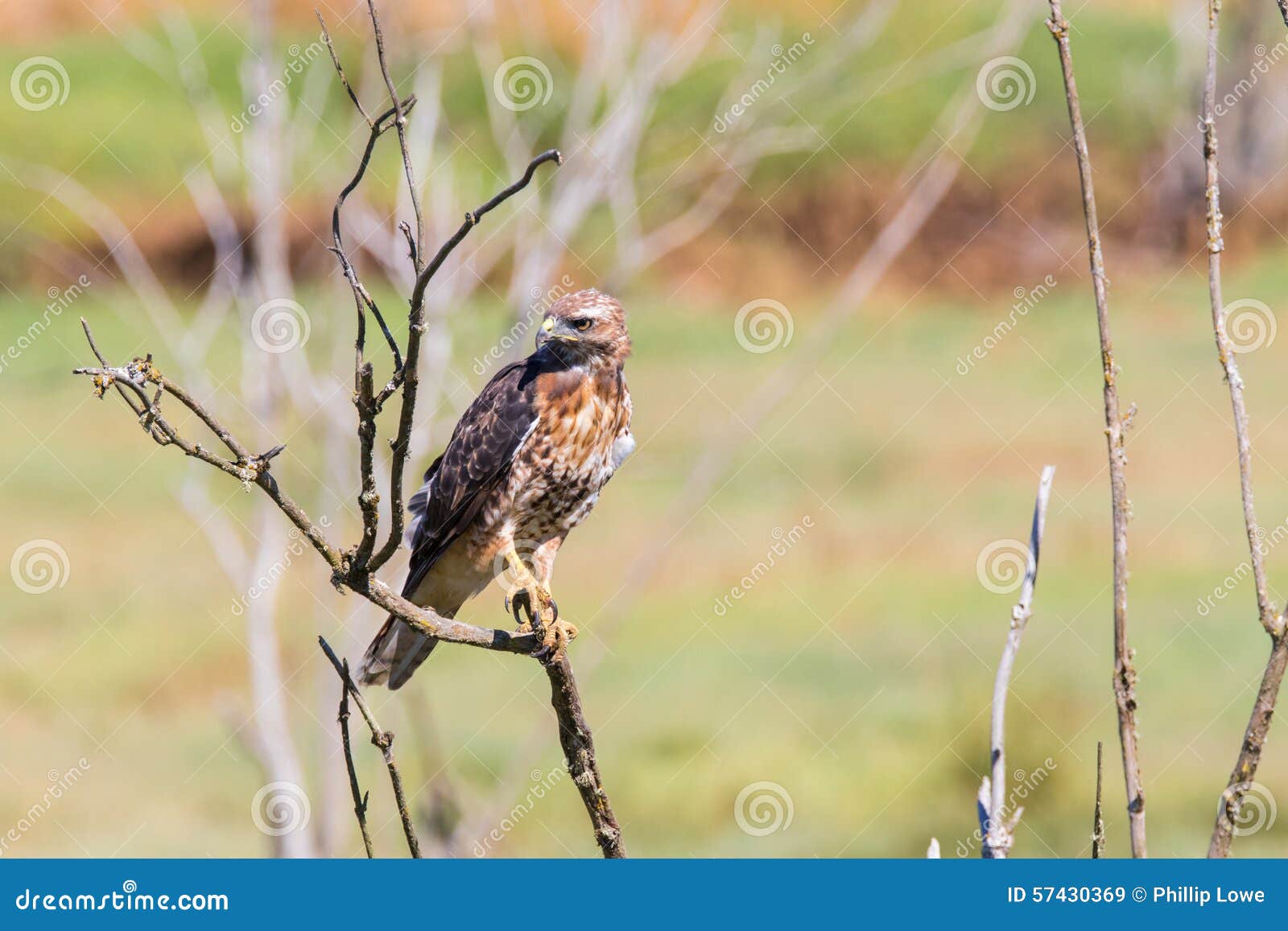 Red-Tailed Hawk Perched in Dead Tree. Stock Image - Image of animals ...