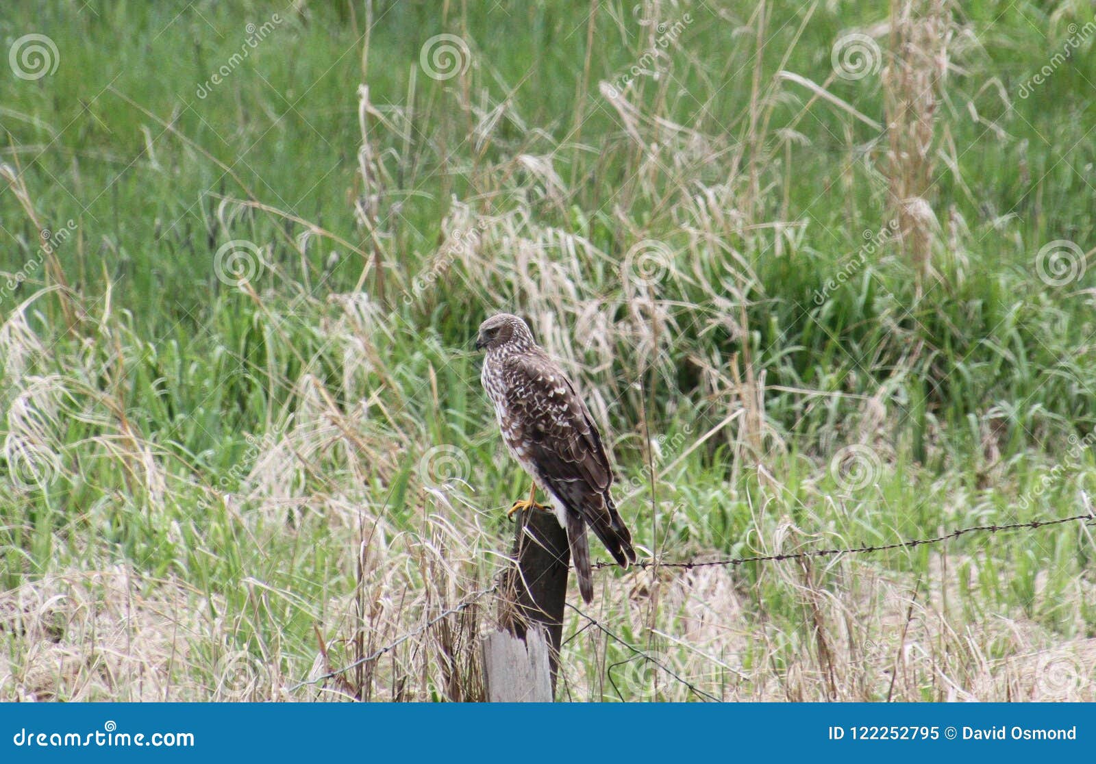 A Red Tailed Hawk Perched on a Fence Post Stock Image - Image of grass ...