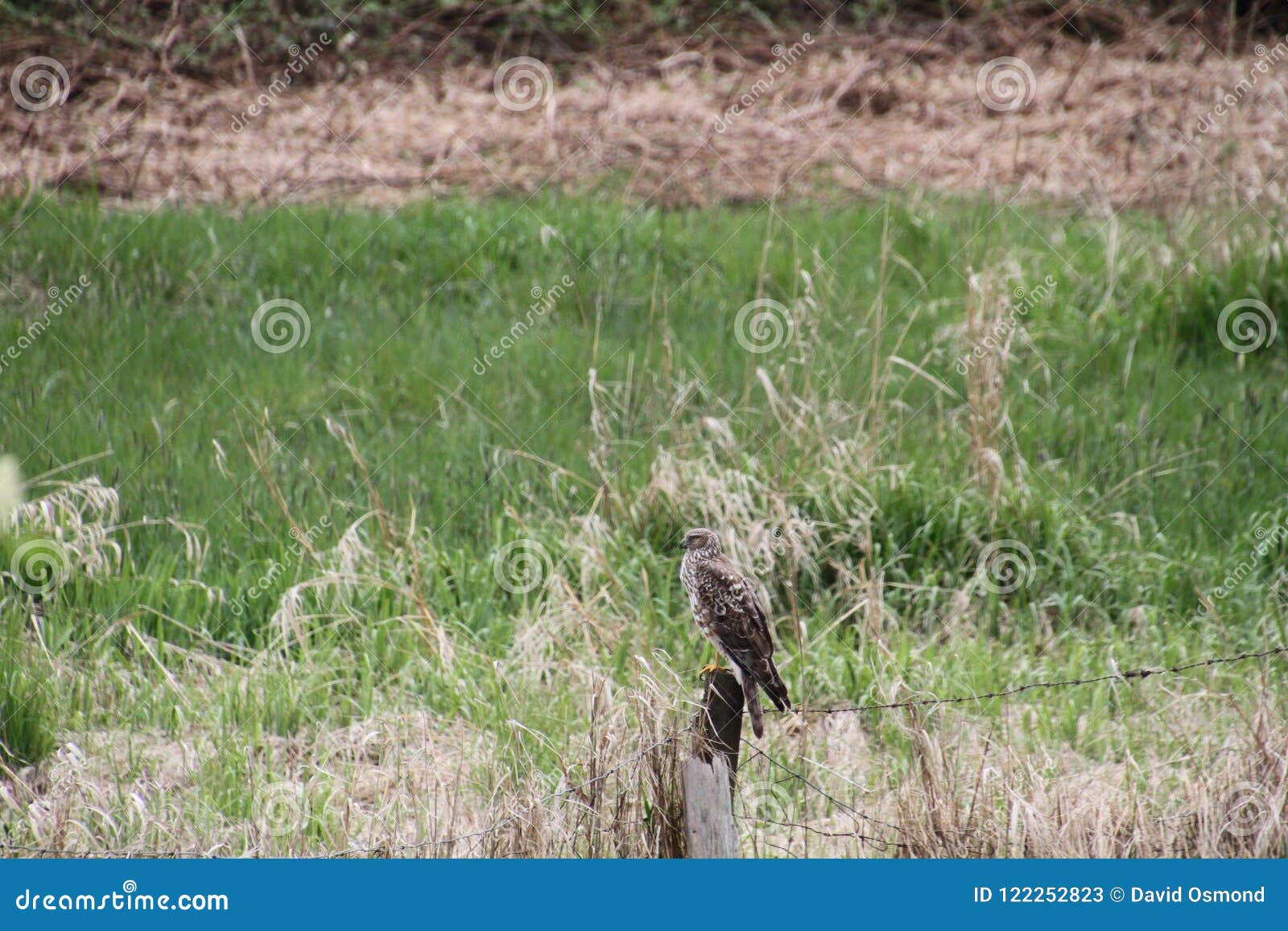 A Red Tailed Hawk Perched on a Fence Post Stock Image - Image of nature ...