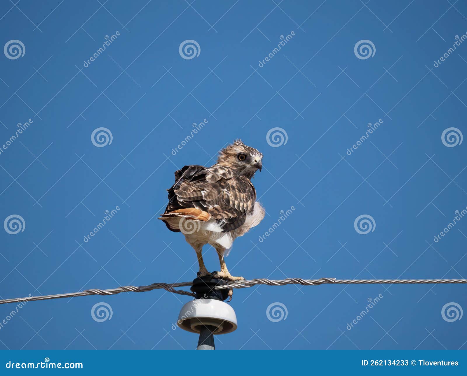 Red-Tailed Hawk Perched on the Insulator of a Power Pole with Blue Sky ...