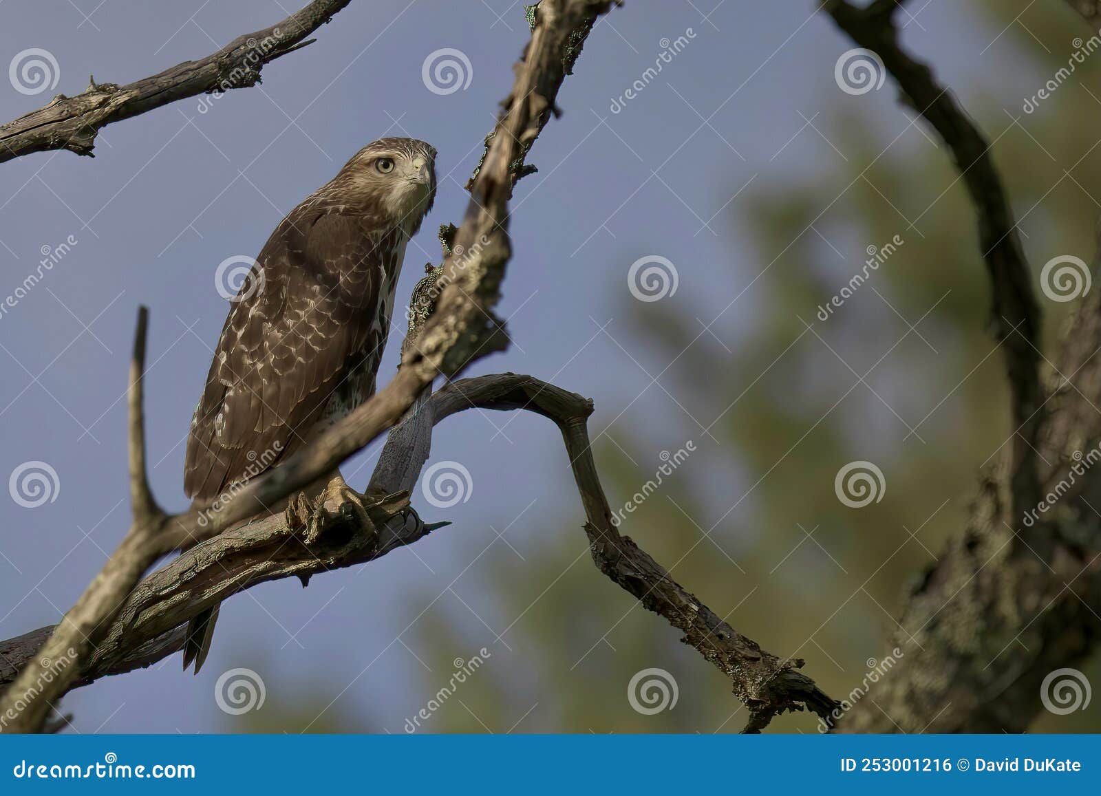 Red tailed Hawk stock photo. Image of nature, limb, tailed - 253001216