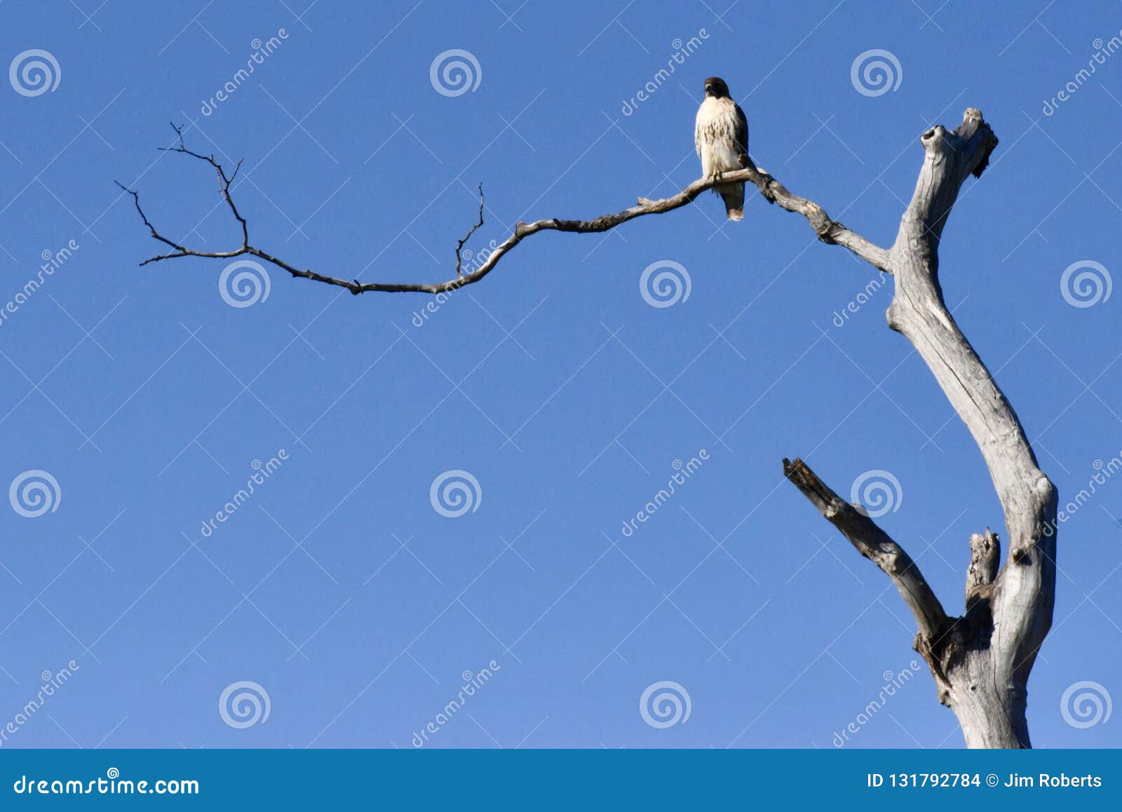 Red-tailed Hawk Perched on a Limb Stock Photo - Image of fall, perched ...