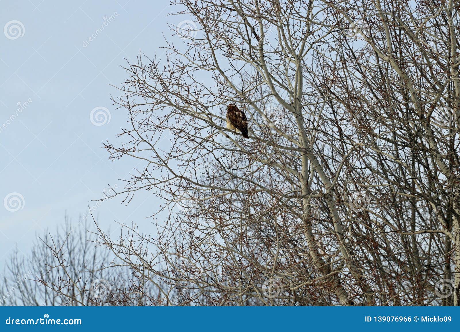 Red-tailed Hawk on a Tree Limb Stock Photo - Image of limb, redtailed ...