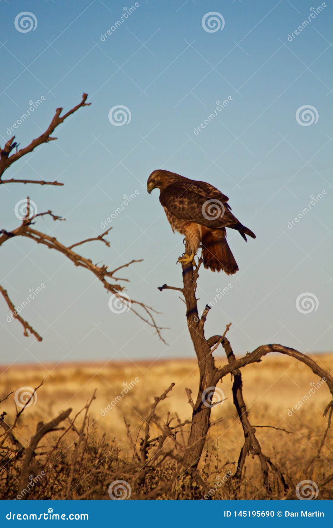 Red Tailed Hawk Perched stock photo. Image of blue, buteos - 145195690