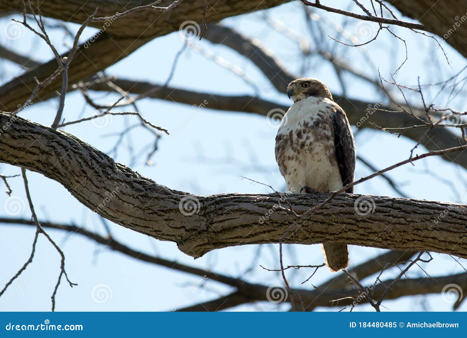 Isolated Red Tailed Hawk Perched in a Tree Stock Image - Image of ...