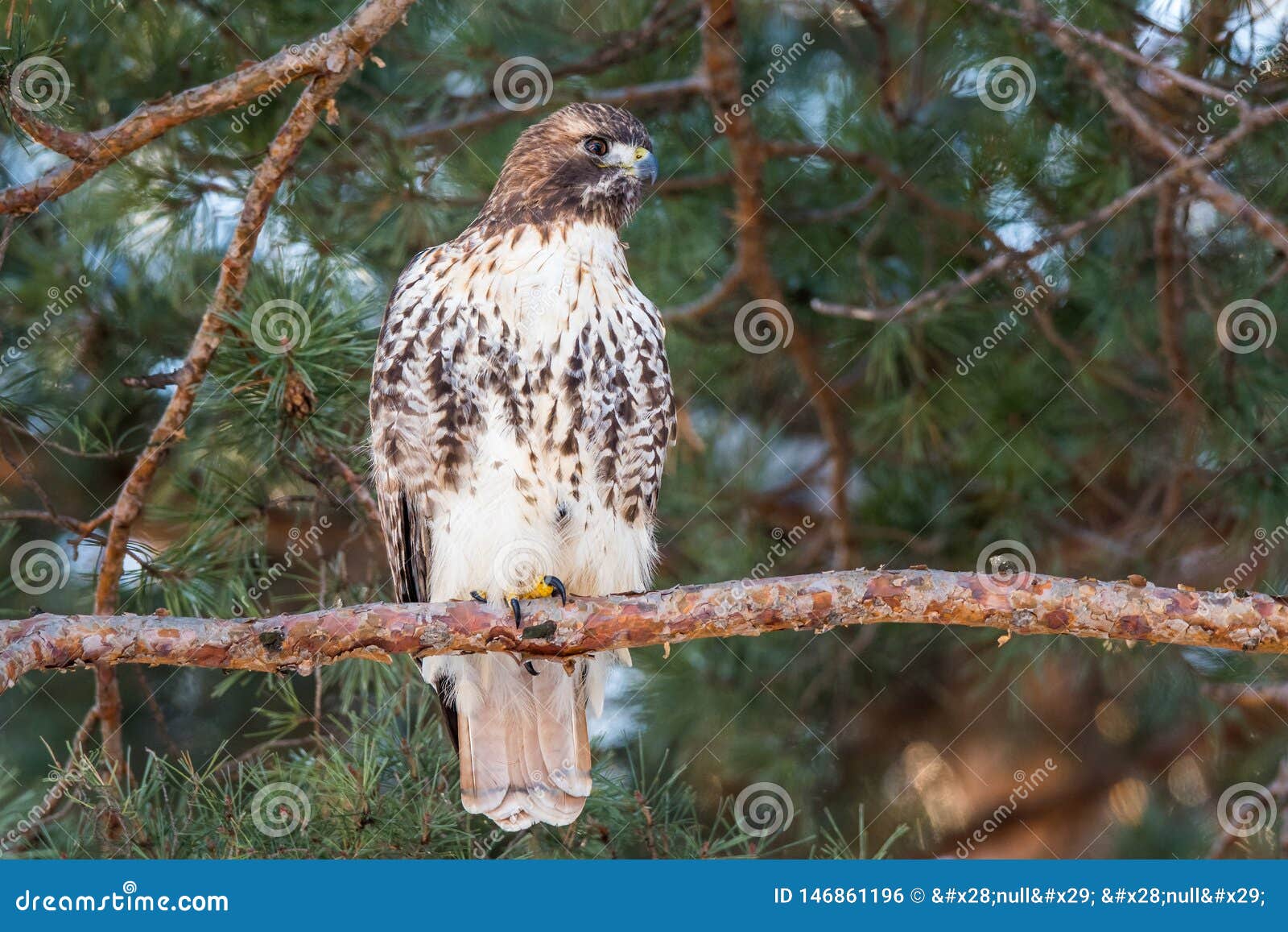 Red-tailed Hawk Perched in a Pine Tree Stock Photo - Image of avian ...
