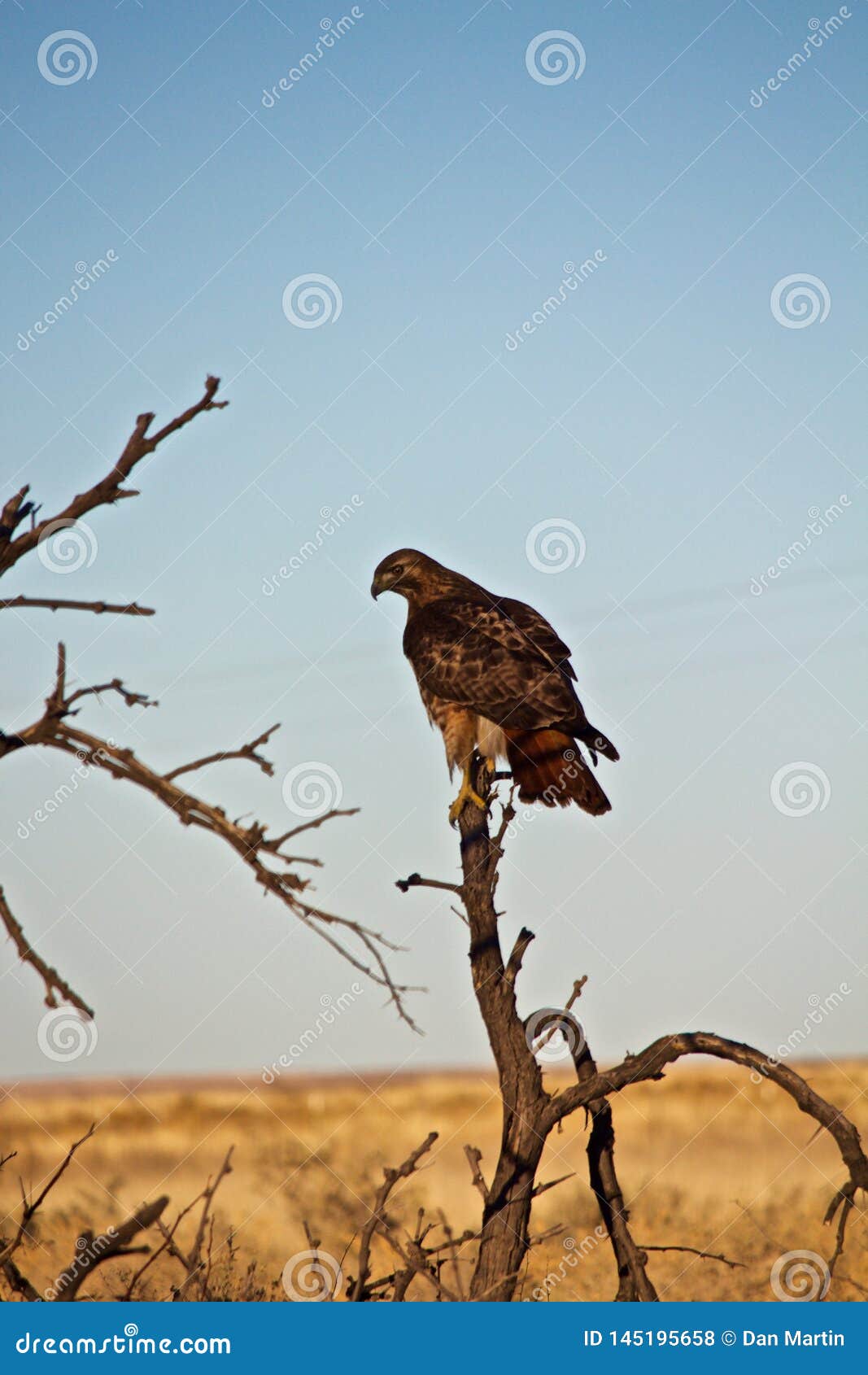 Red Tailed Hawk Perched stock photo. Image of branch - 145195658