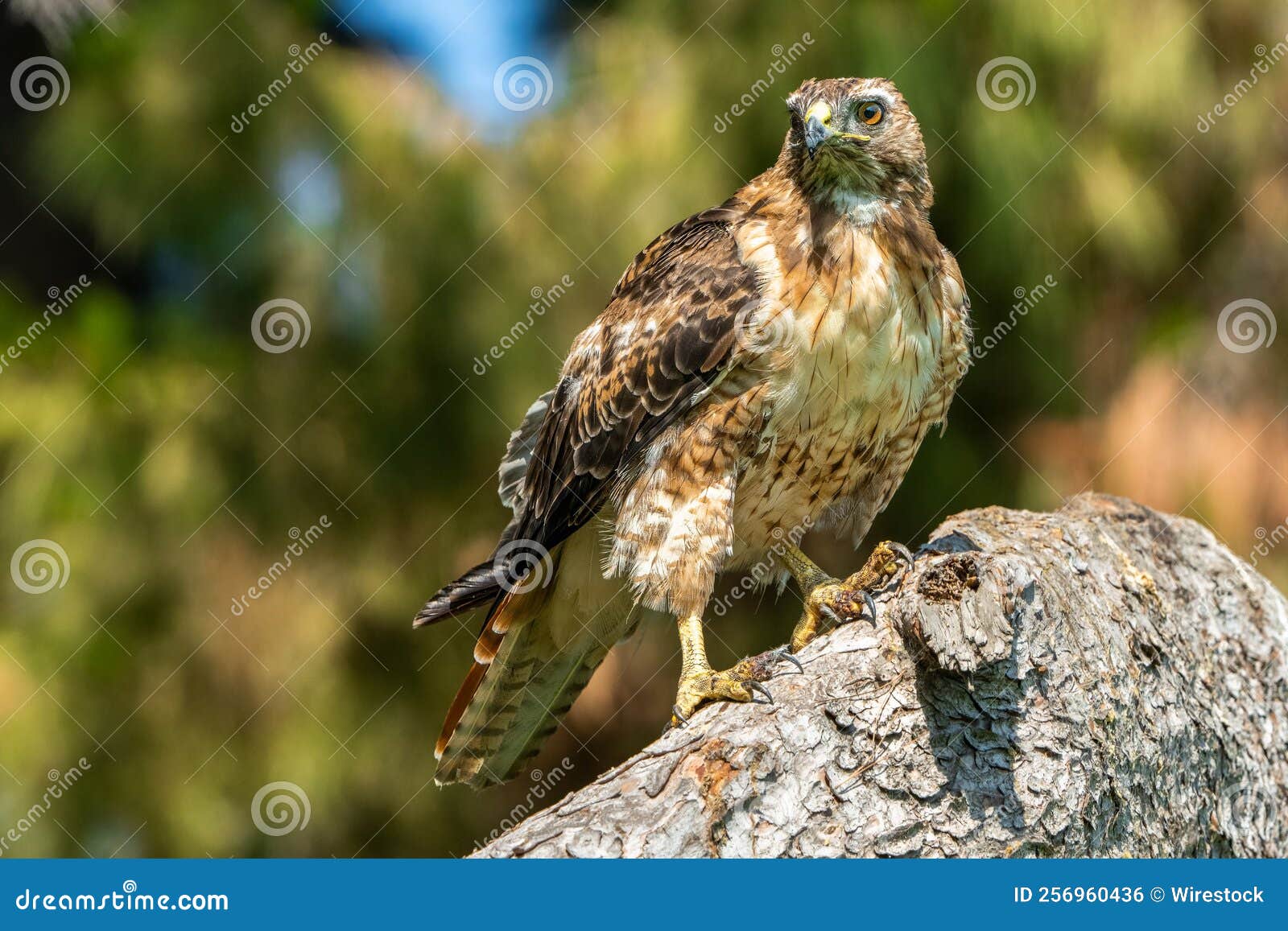 Red-tailed Hawk Perched on a Rock on a Sunny Day Stock Photo - Image of ...