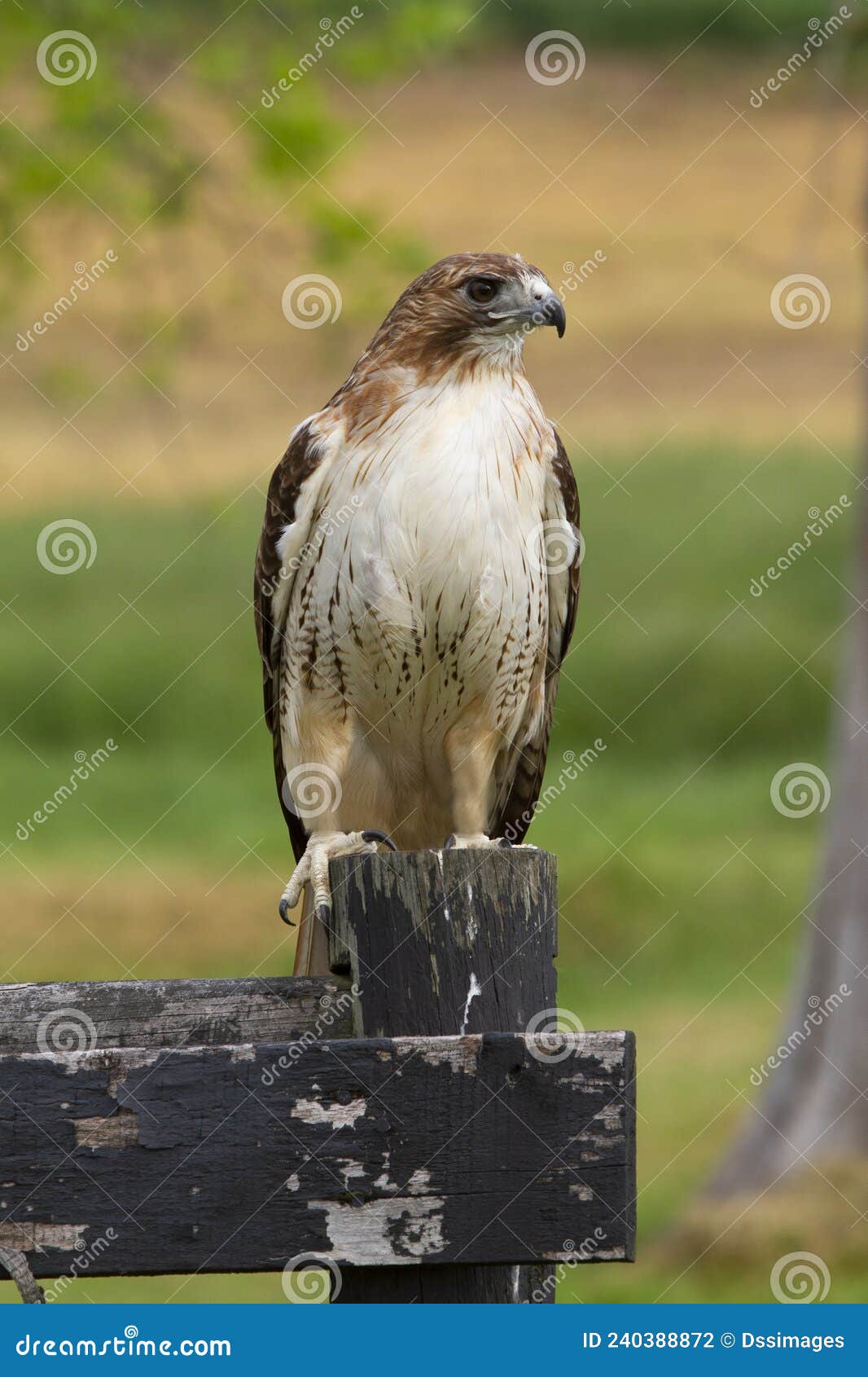 Red Tailed Hawk Perched on a Rustic Fence Post Stock Photo - Image of ...