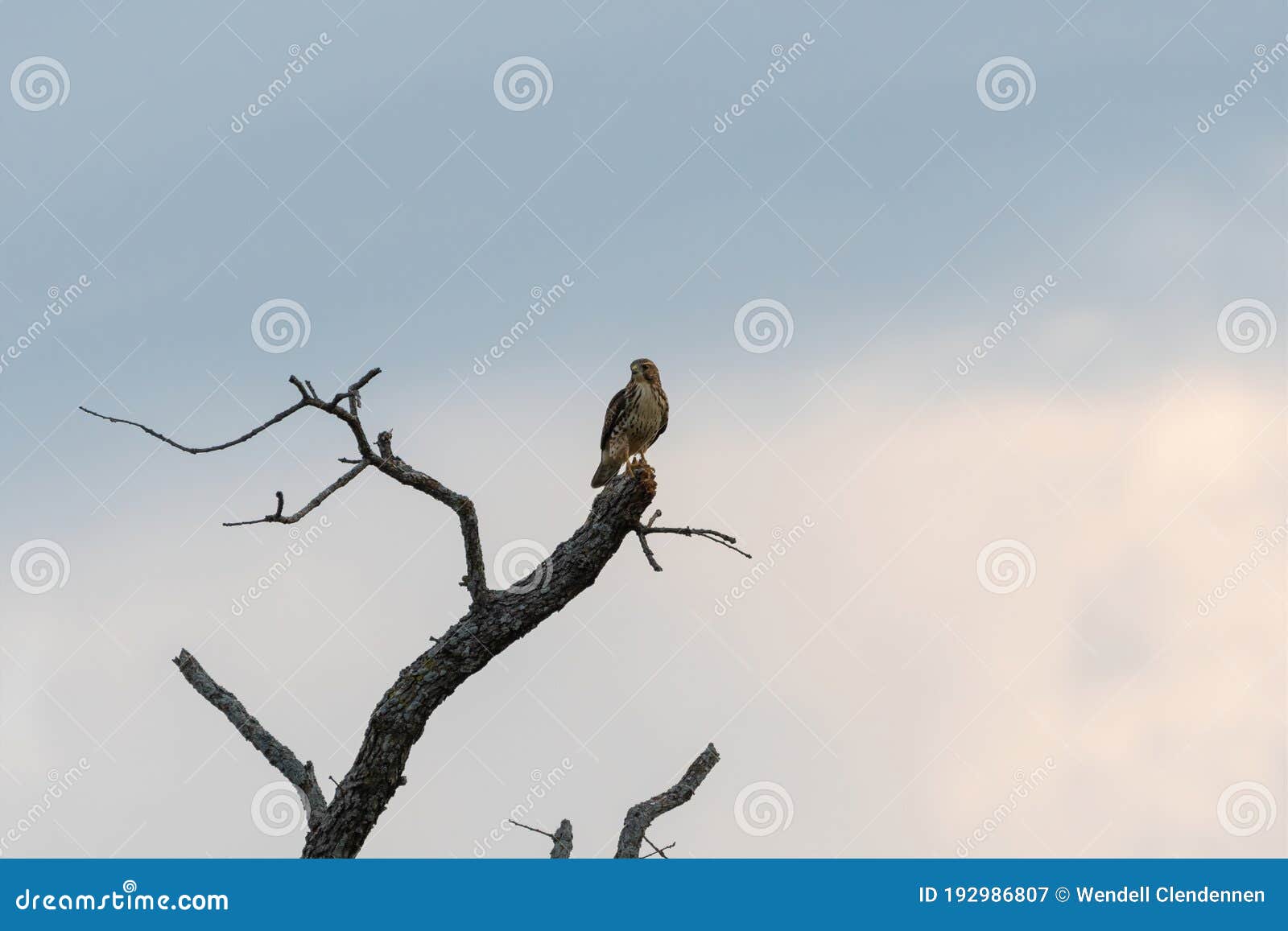 Red-tailed Hawk Perched on Top of a Dead Tree Branch Stock Image ...
