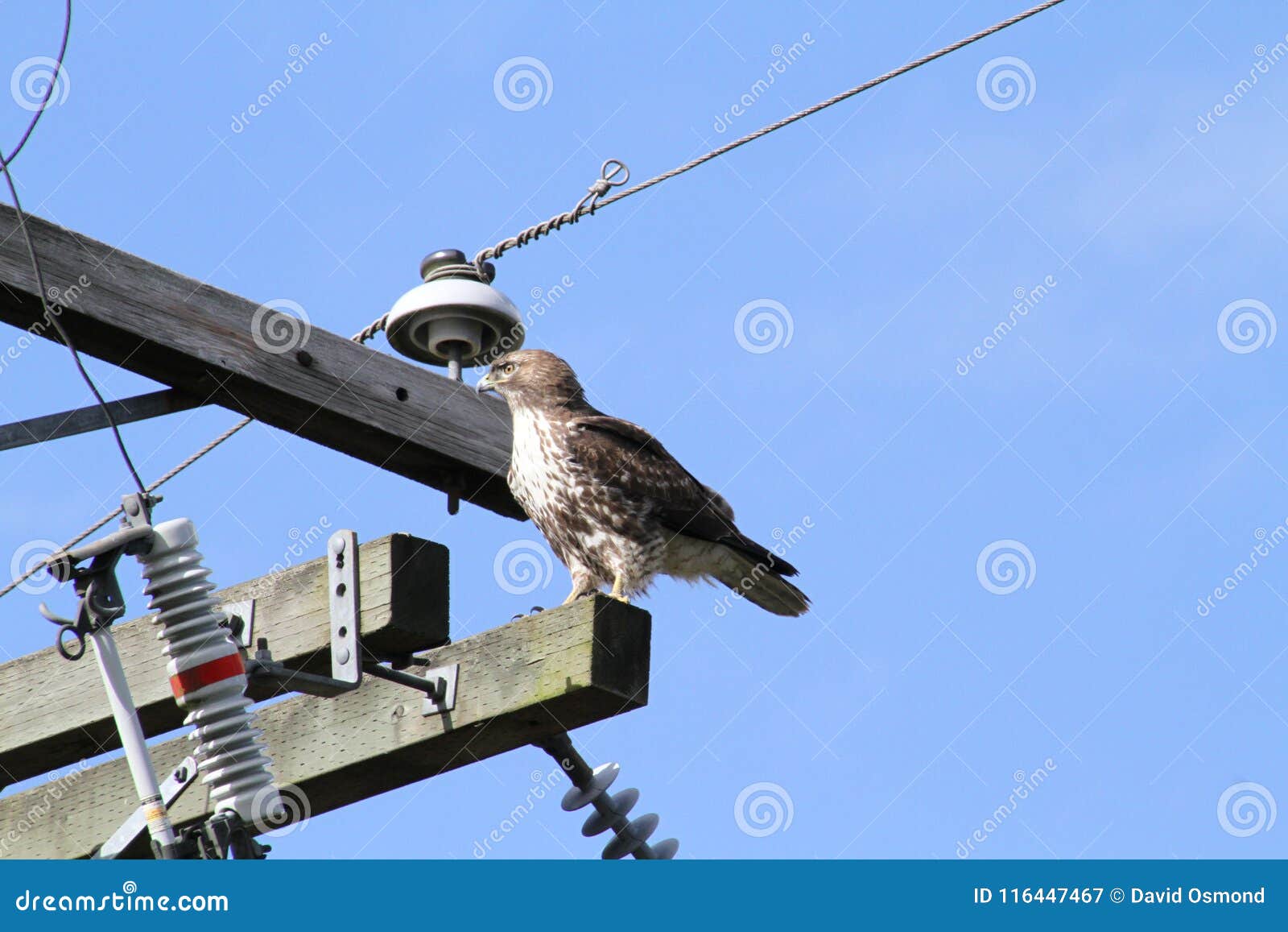 A Red Tailed Hawk Perched on Top of a Power Pole Stock Image - Image of ...