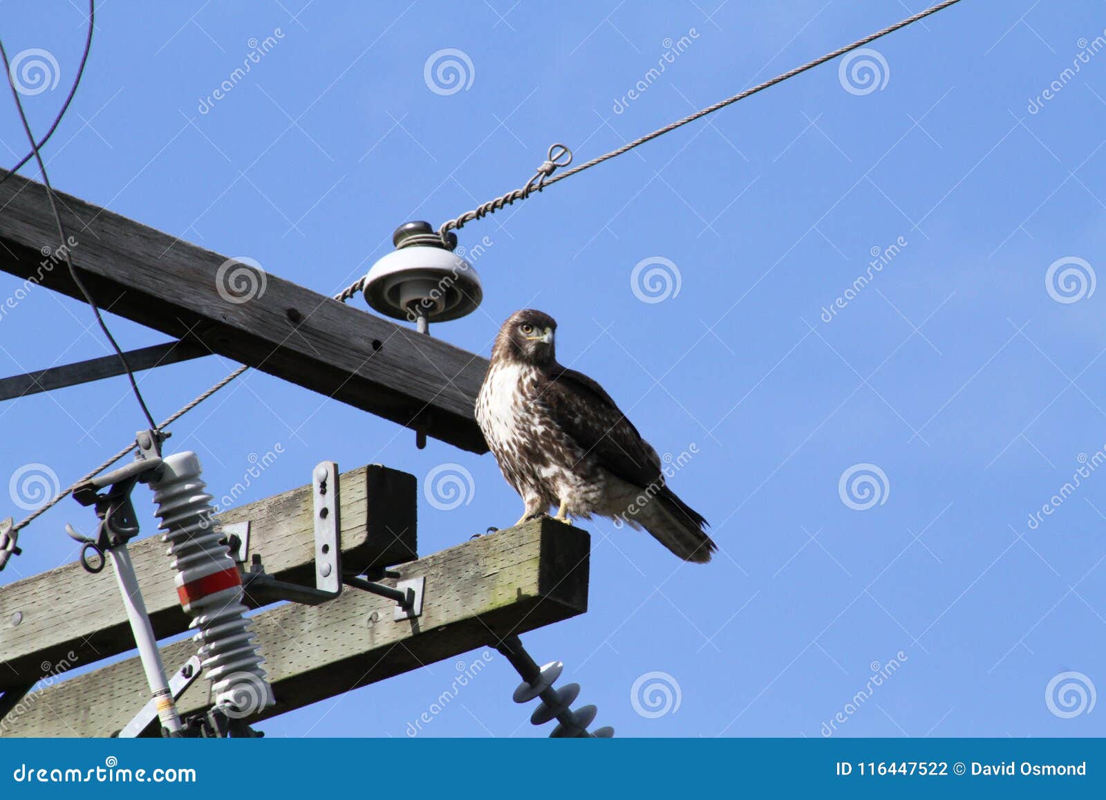 A Red Tailed Hawk Perched on Top of a Power Pole Stock Photo - Image of ...