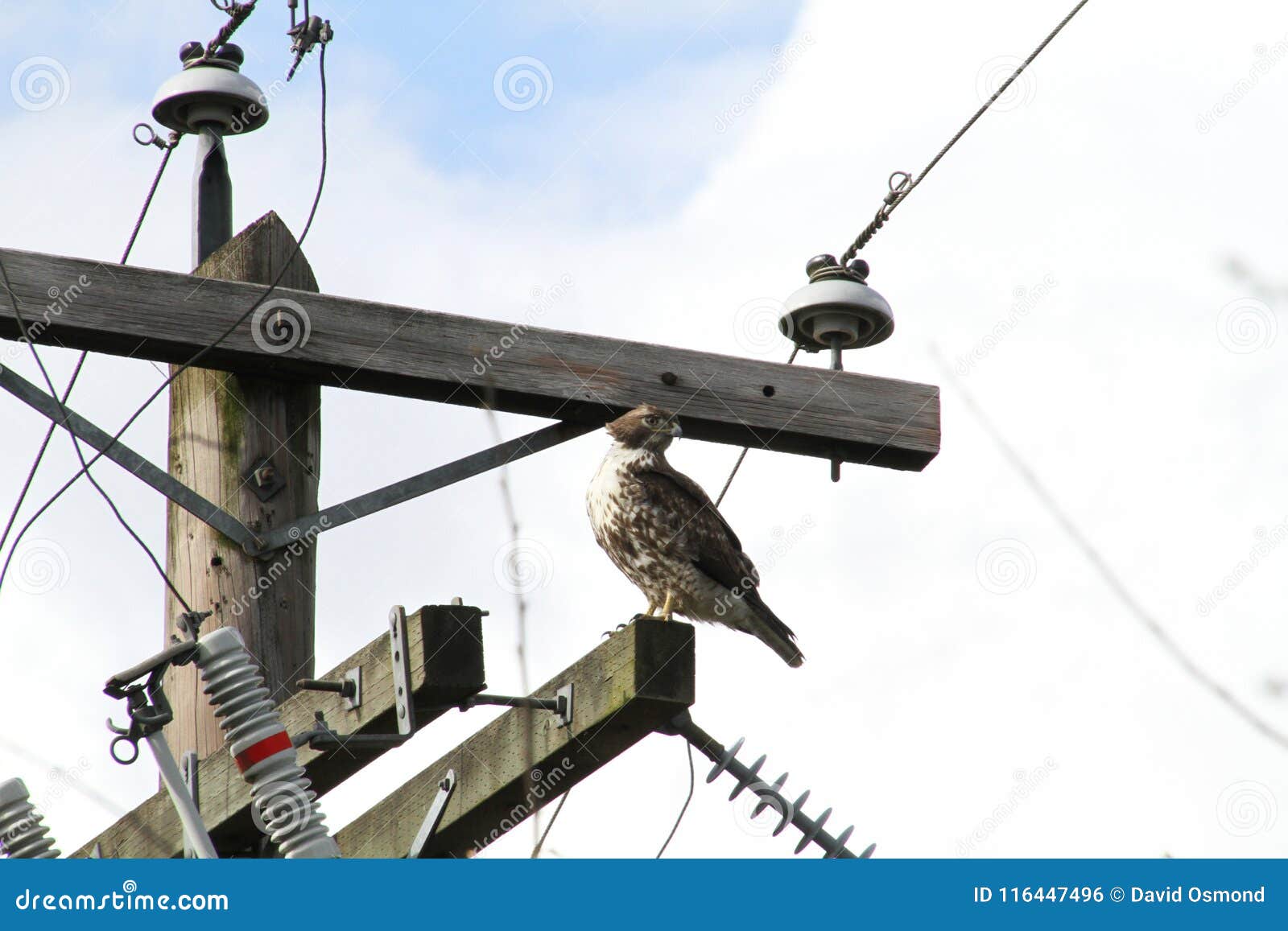 A Red Tailed Hawk Perched on Top of a Power Pole Stock Photo - Image of ...