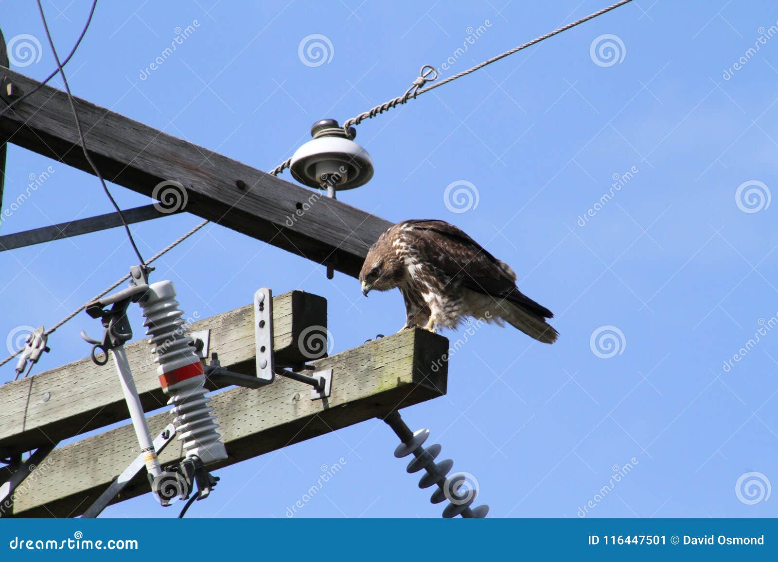 A Red Tailed Hawk Perched on Top of a Power Pole Stock Image - Image of ...