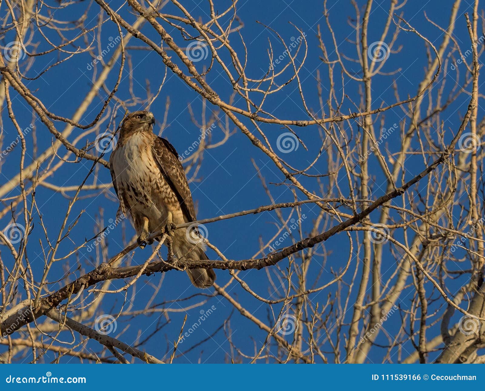 Red-tailed Hawk Perched in Tree Stock Photo - Image of hawk, horizontal ...
