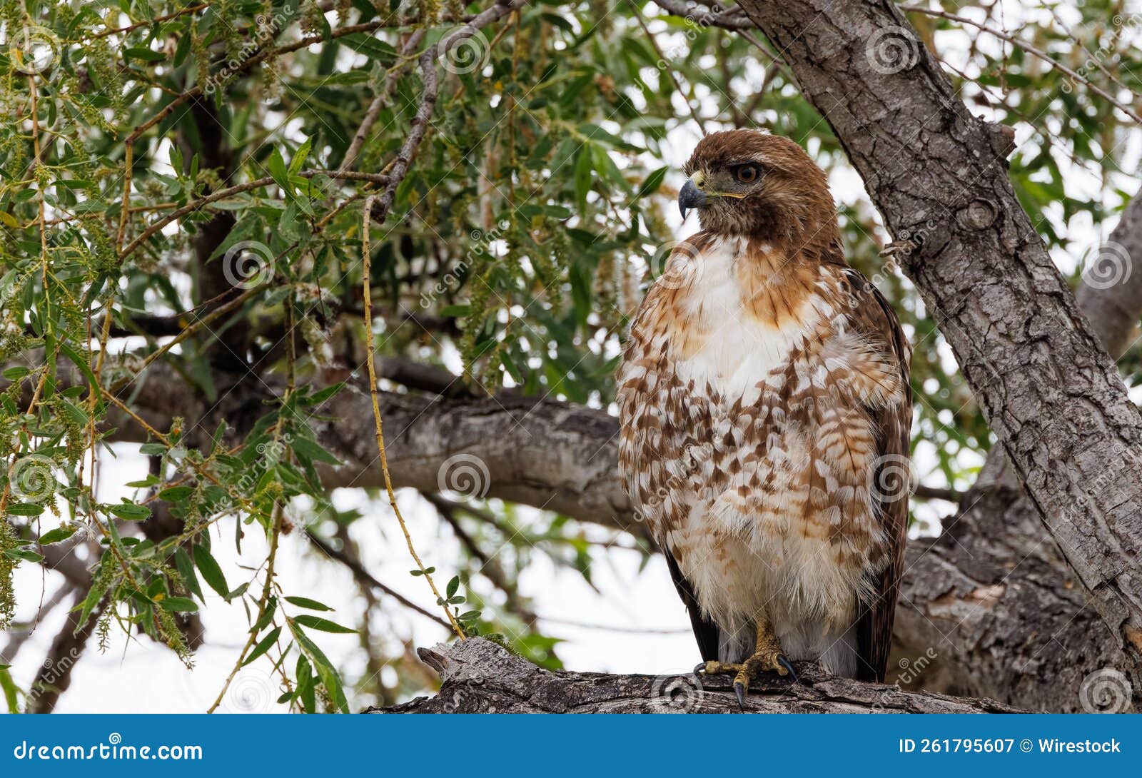 Red-tailed Hawk Perched on a Tree Branch Stock Image - Image of perched ...