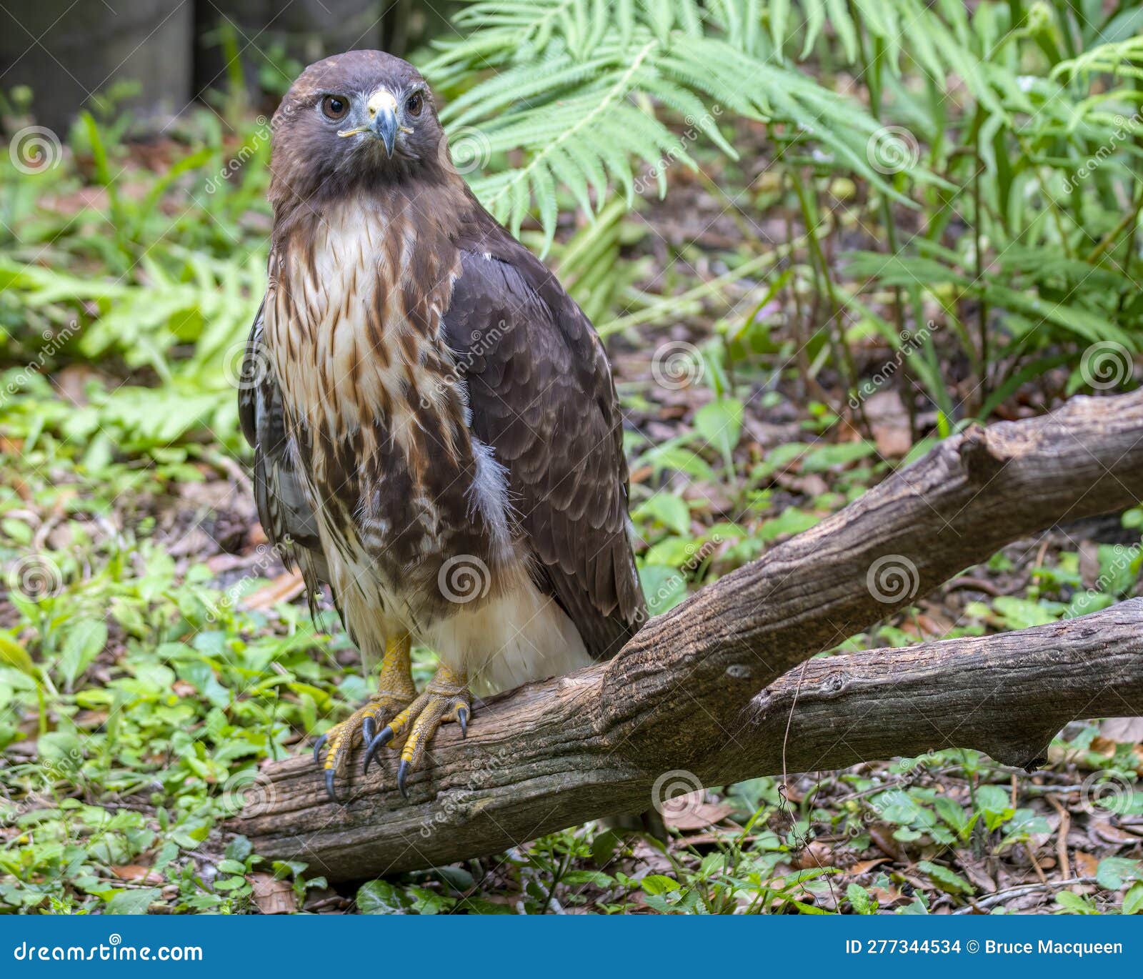 Red Tailed Hawk stock photo. Image of redtailed, perched - 277344534