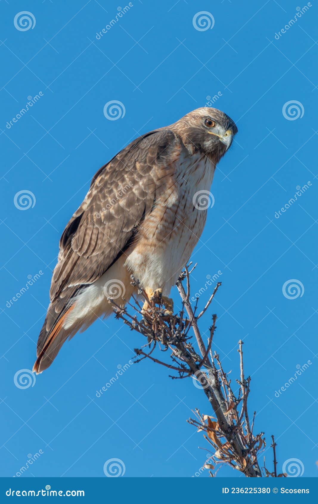 Red Tailed Hawk Perched on a Tree Branch Stock Photo - Image of tailed ...