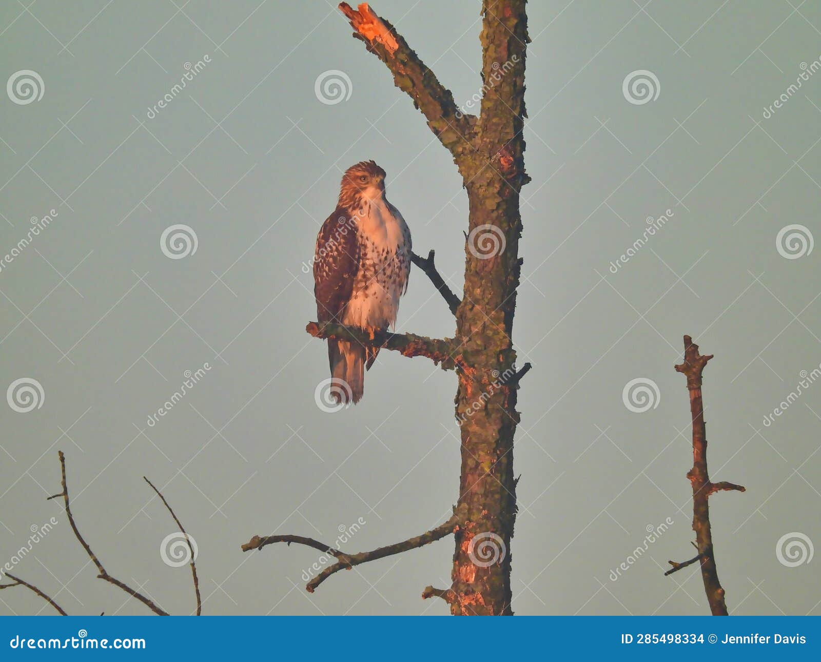 Red-Tailed Hawk Perched in a Tree on a Misty Morning Stock Photo ...
