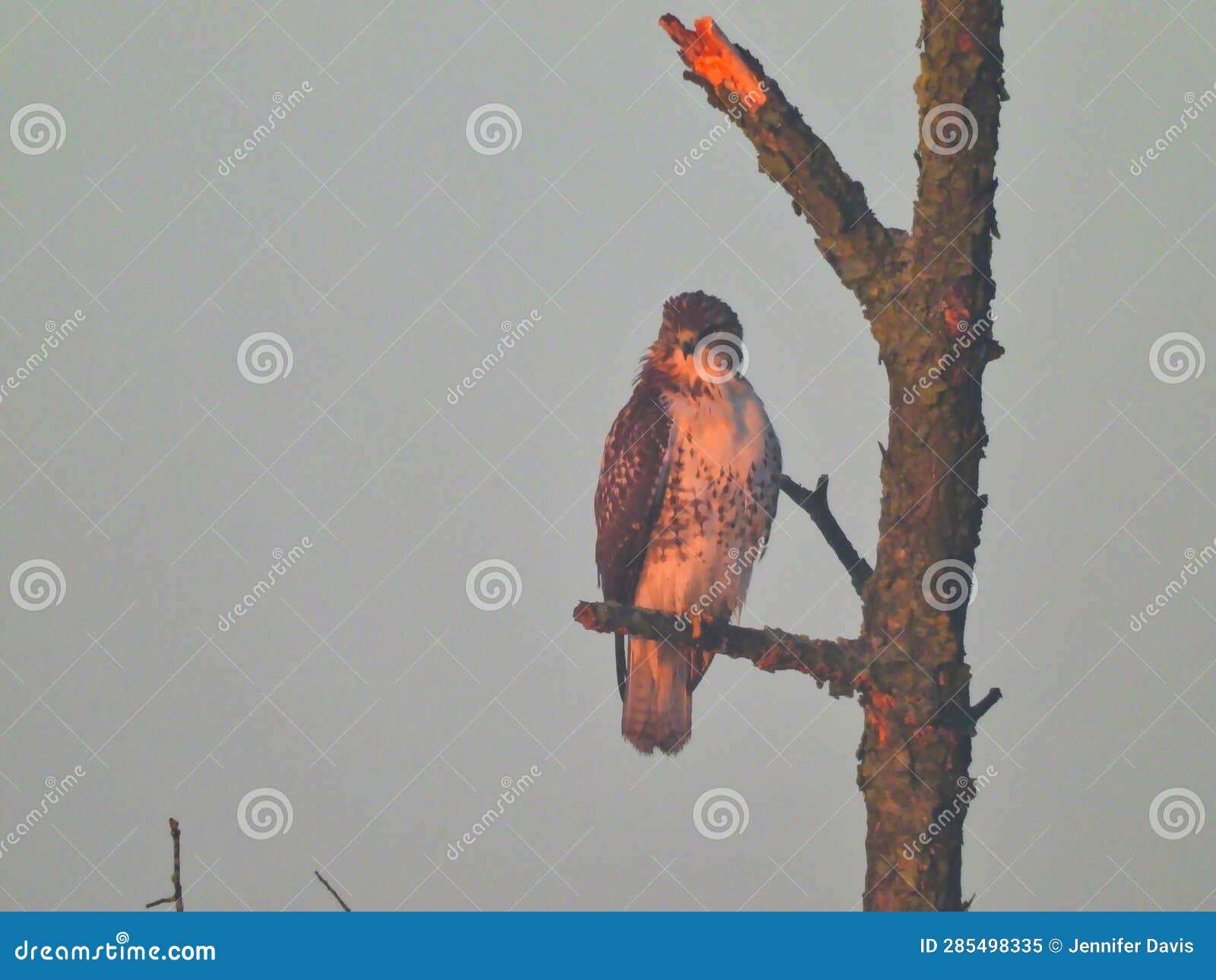 Red-Tailed Hawk Perched in a Tree on a Misty Morning Stock Image ...