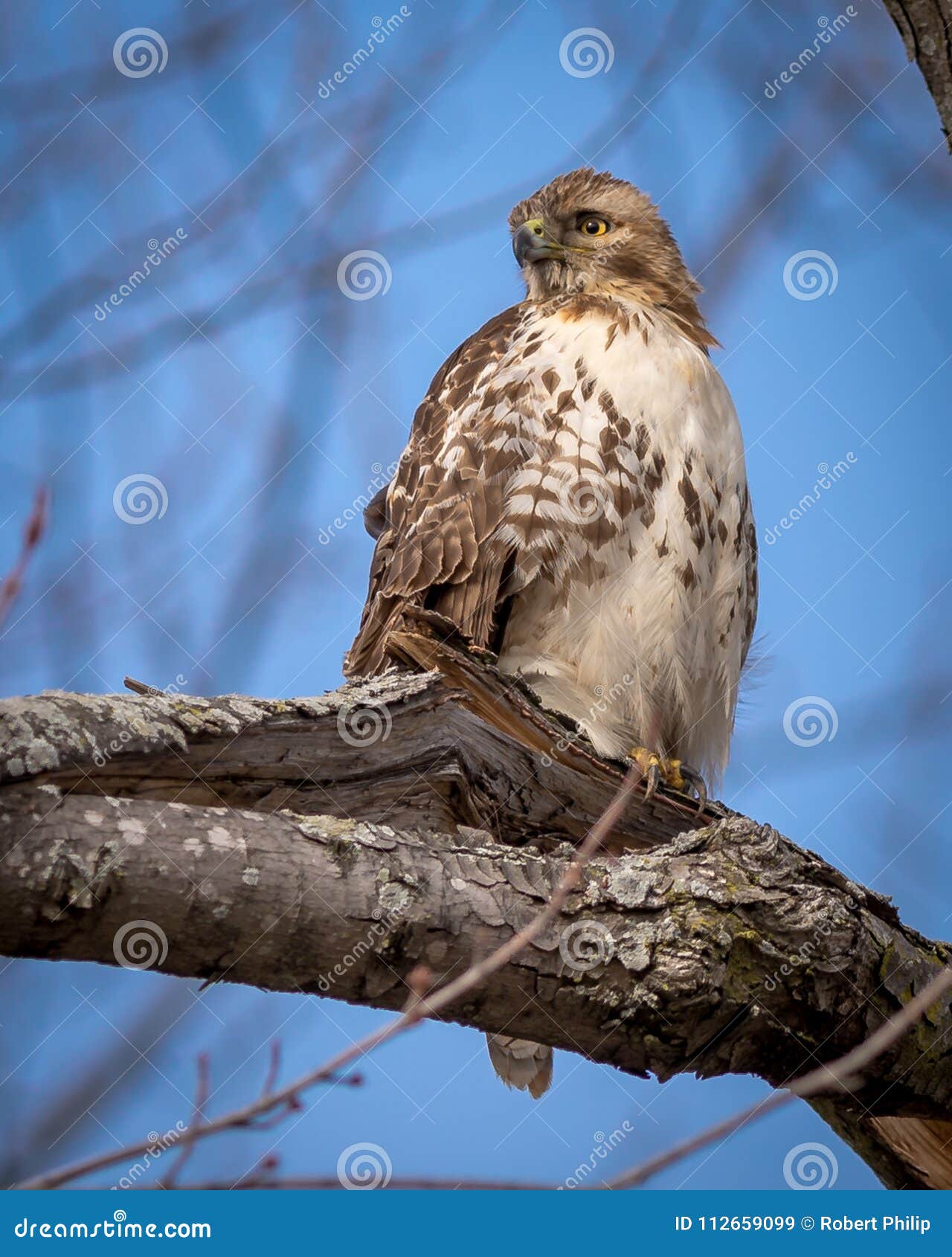 A Red Tailed Hawk Perched in a Tree Stock Image - Image of suburban ...