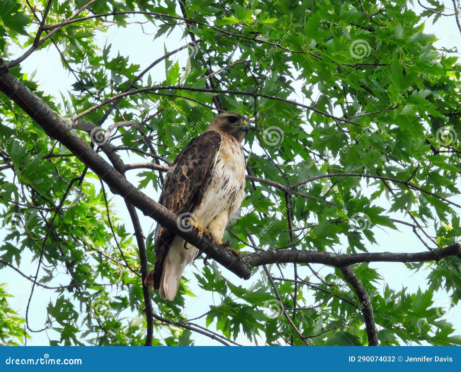 Red-Tailed Hawk Perched in a Tree Top Stock Photo - Image of sitting ...