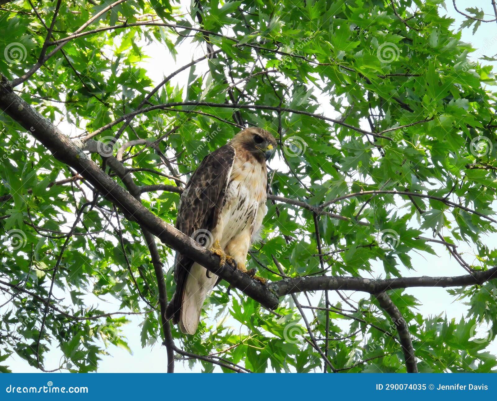 Red-Tailed Hawk Perched in a Tree Top Stock Image - Image of look ...