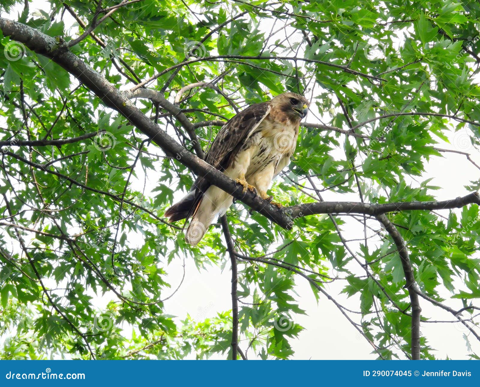 Red-Tailed Hawk Perched in a Tree Top Stock Image - Image of forest ...