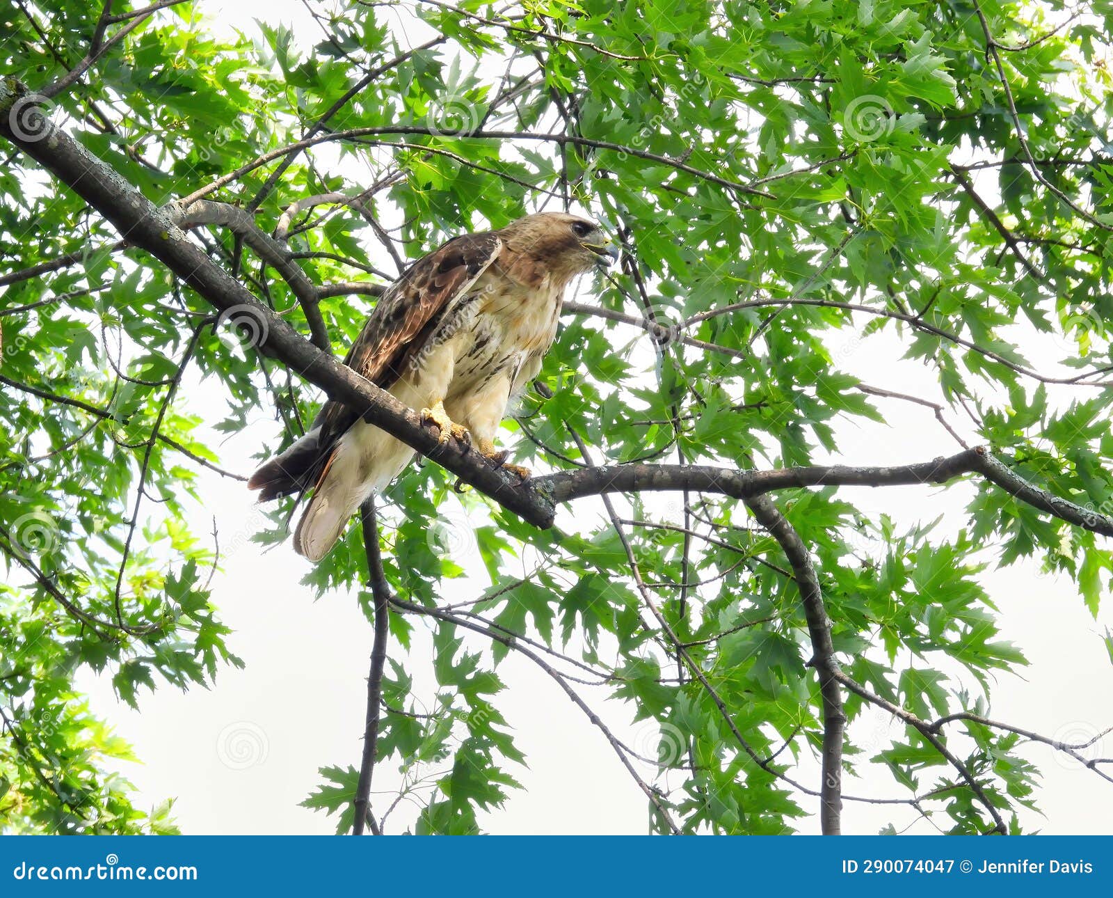 Red-Tailed Hawk Perched in a Tree Top Stock Image - Image of predator ...
