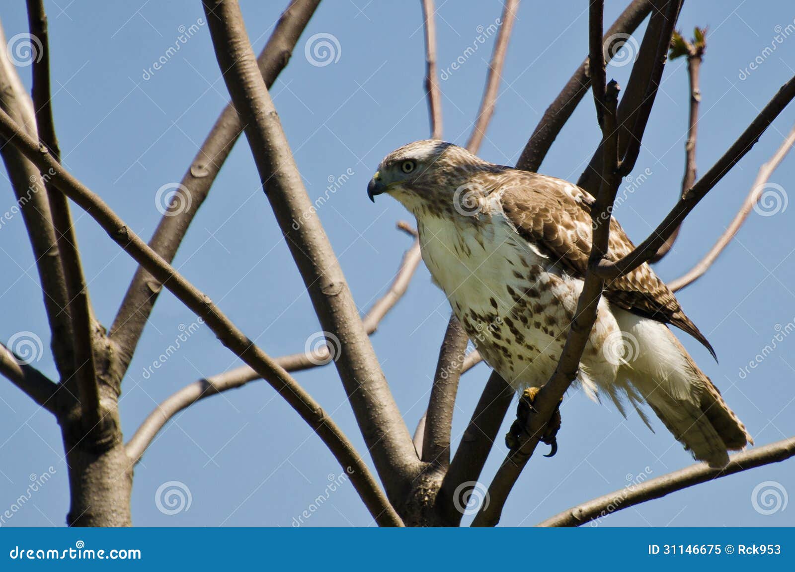 Red-Tailed Hawk Perched in a Tree Stock Image - Image of north, brown ...