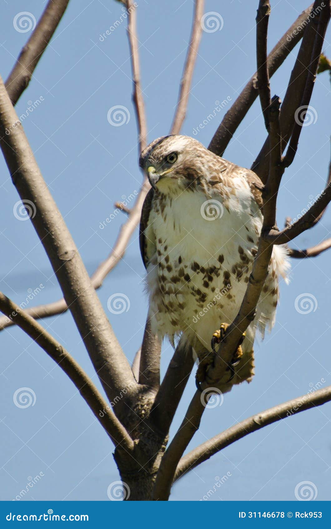 Red-Tailed Hawk Perched in a Tree Stock Photo - Image of perched ...