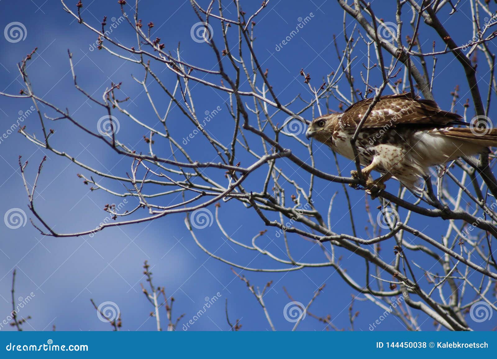 Red-Tailed Hawk Perched in Trees Stock Photo - Image of tailed, profile ...