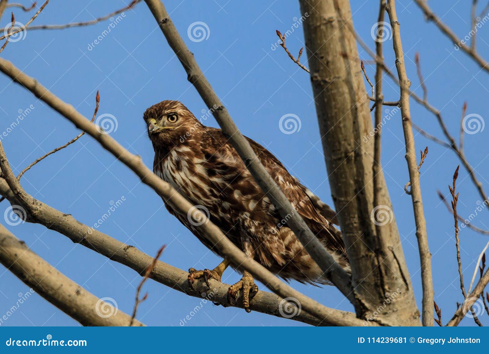 Hawk perched in a tree. stock image. Image of perched - 114239681