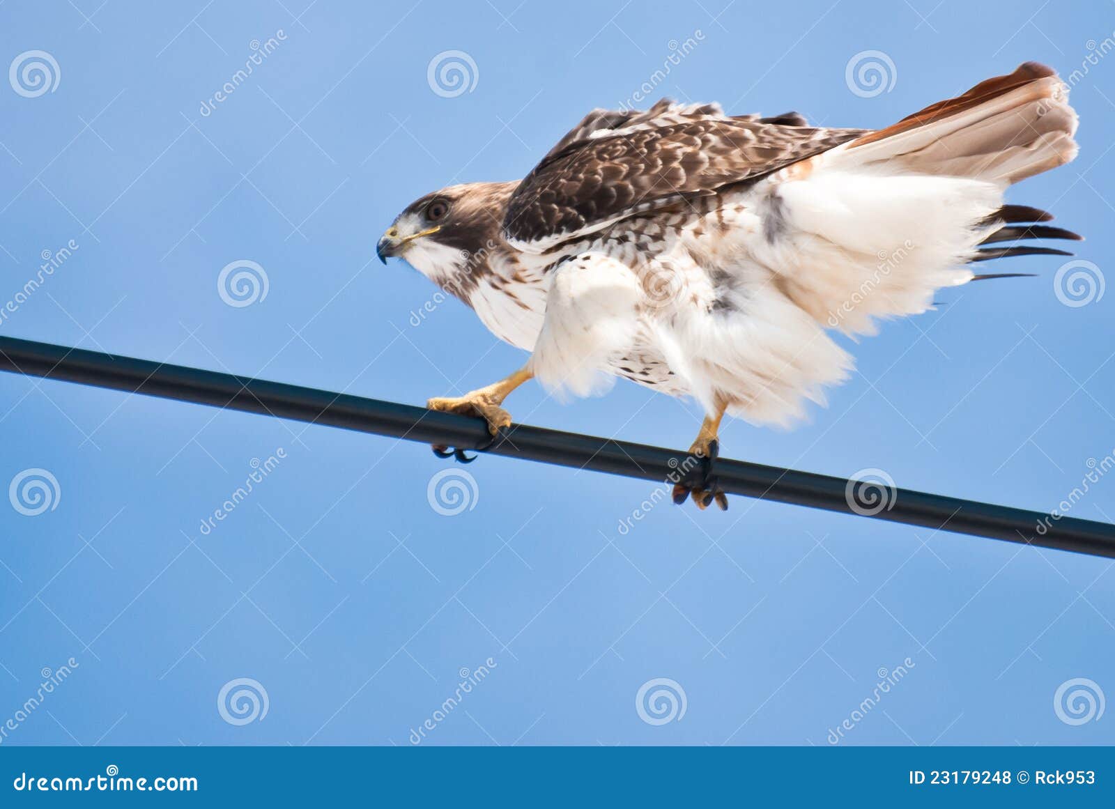 Red-Tailed Hawk Perched on Wire Stock Photo - Image of buteo, north ...
