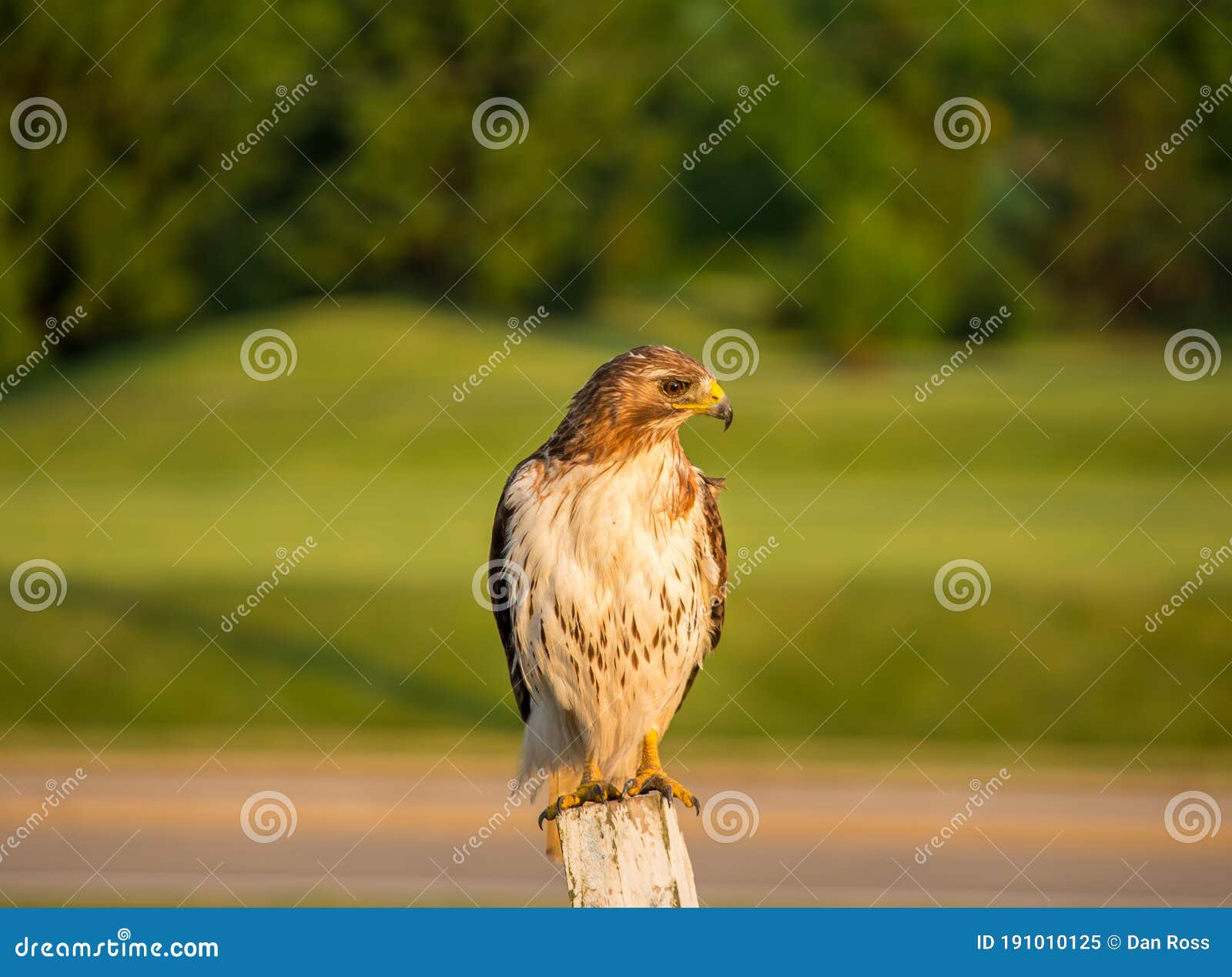 A Red Tailed Hawk Perches on a Wooden Post in the Afternoon. Stock ...