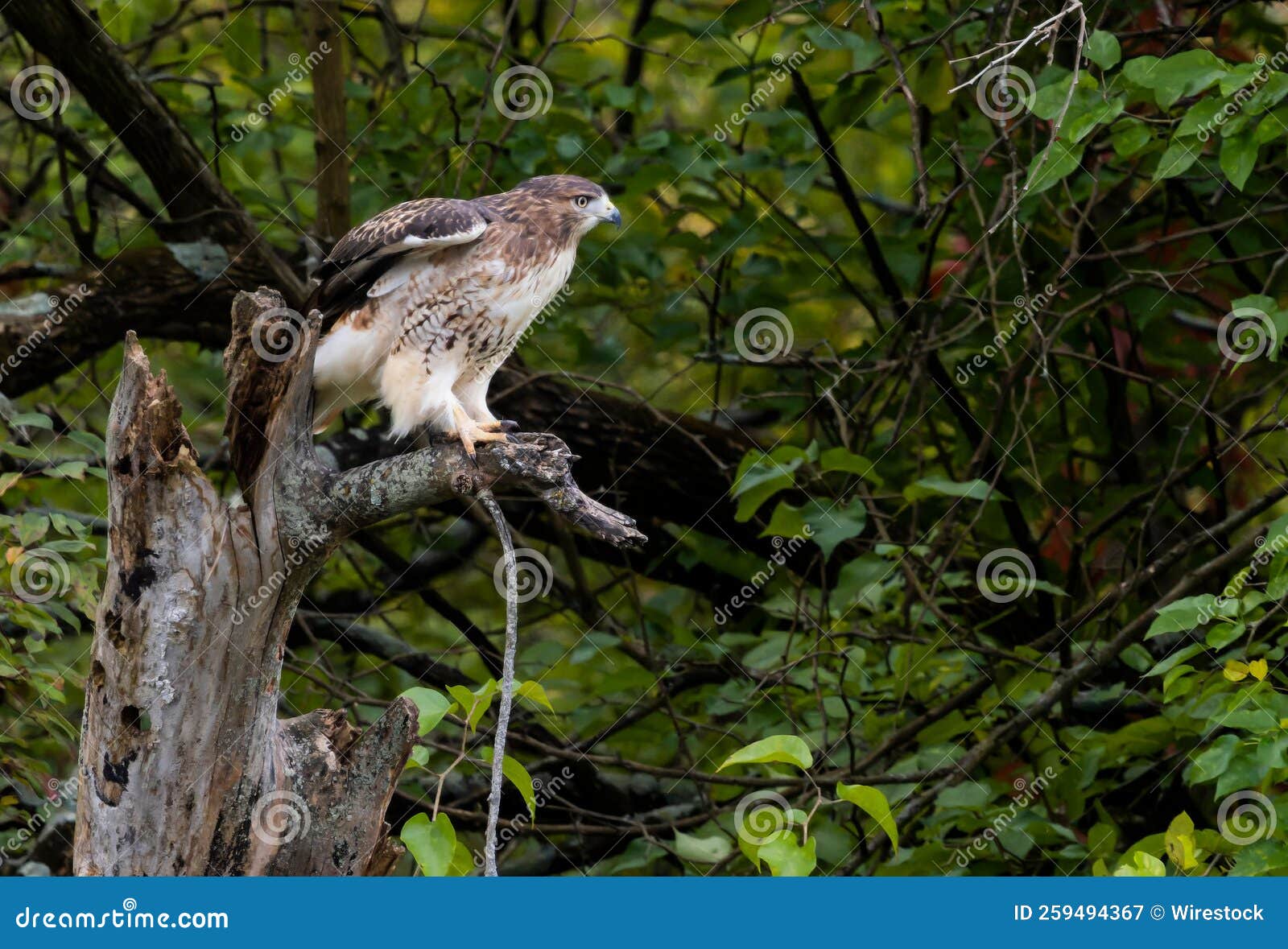 Red Tailed Hawk Perching on a Tree Branch Stock Image - Image of bird ...