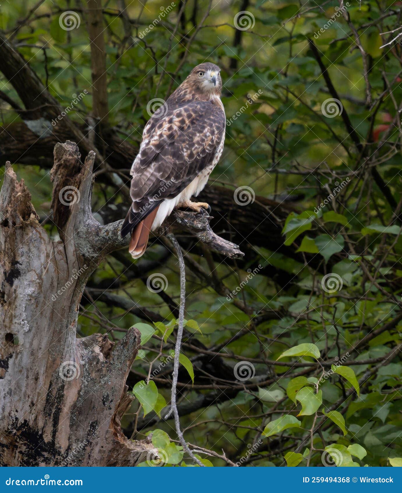 Red Tailed Hawk Perching on a Tree Branch Stock Photo - Image of ...