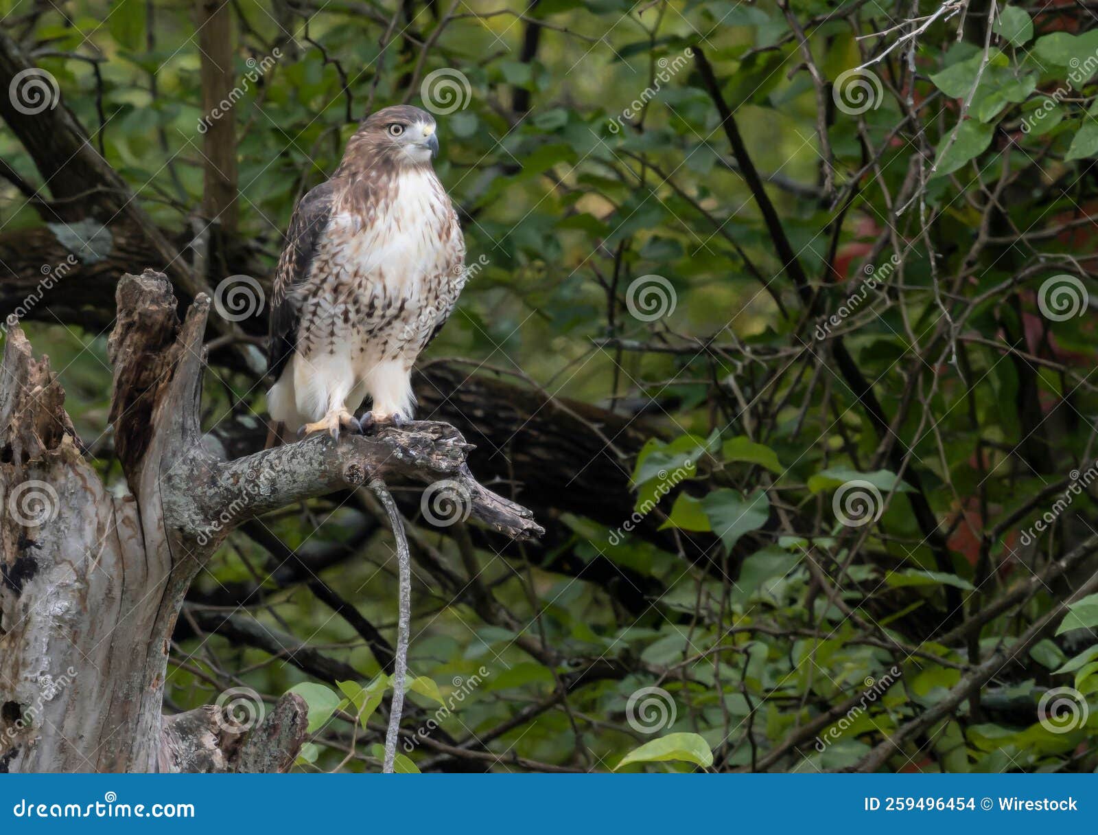 Red Tailed Hawk Perching on a Tree Branch Stock Photo - Image of hunter ...