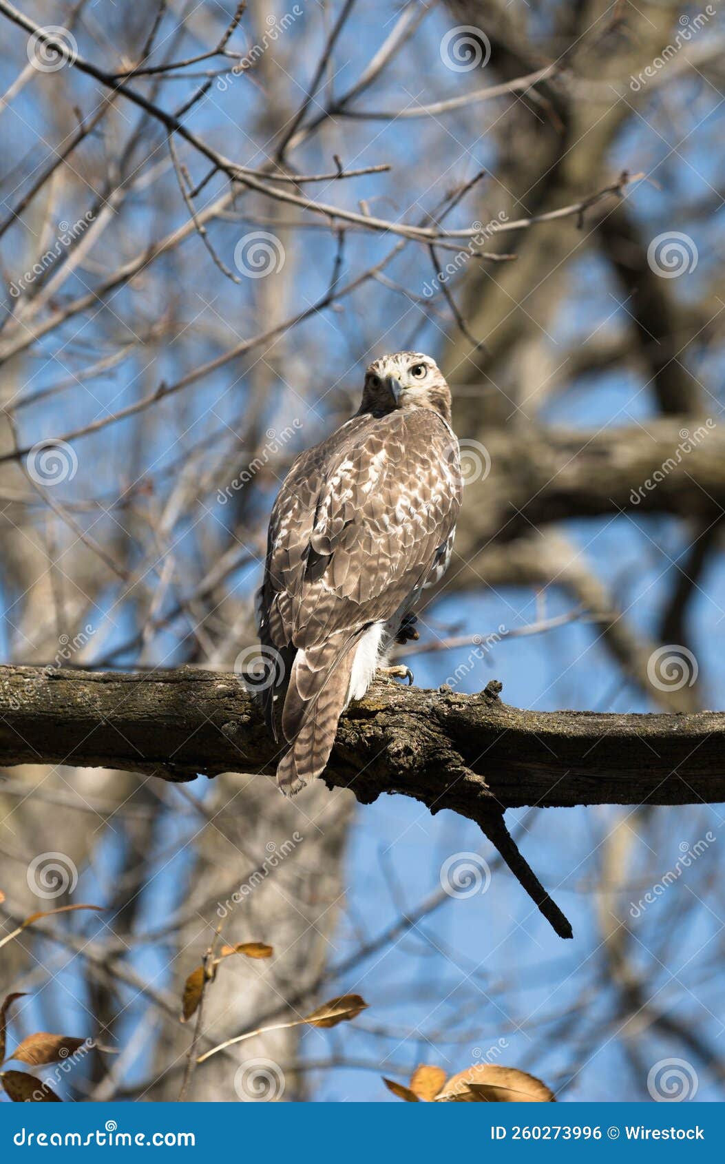 Red-tailed Hawk Perching on a Tree Branch Against a Blurred Background ...