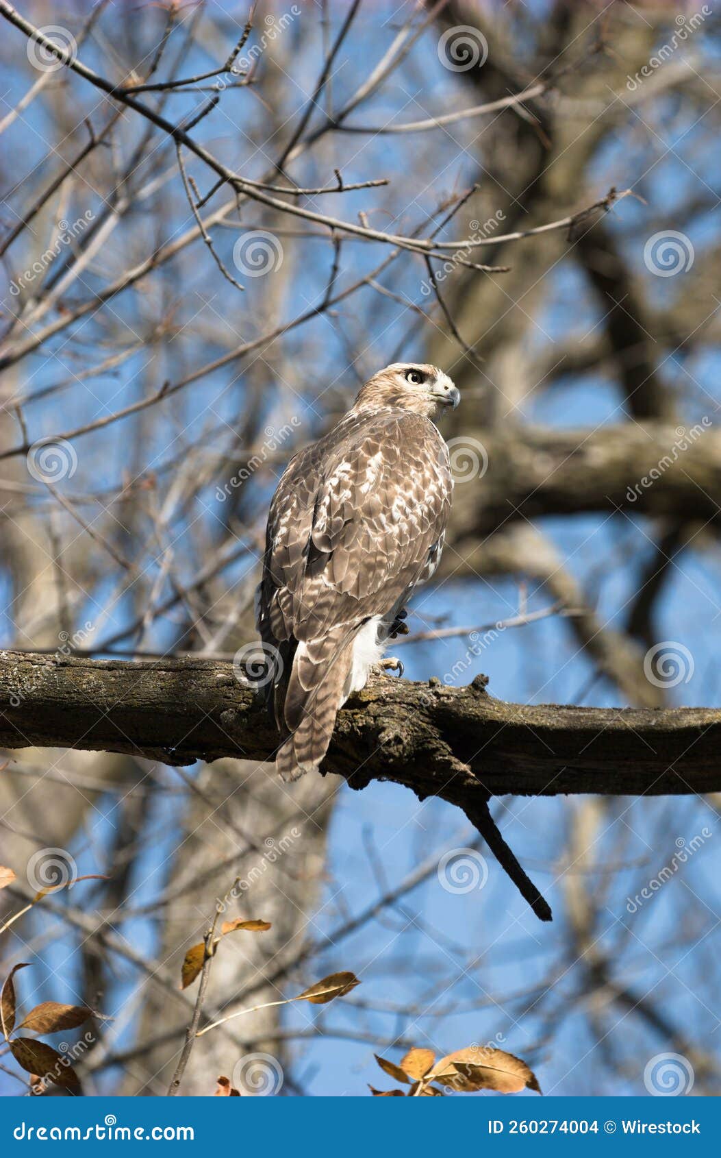 Red-tailed Hawk Perching on a Tree Branch Against a Blurred Background ...
