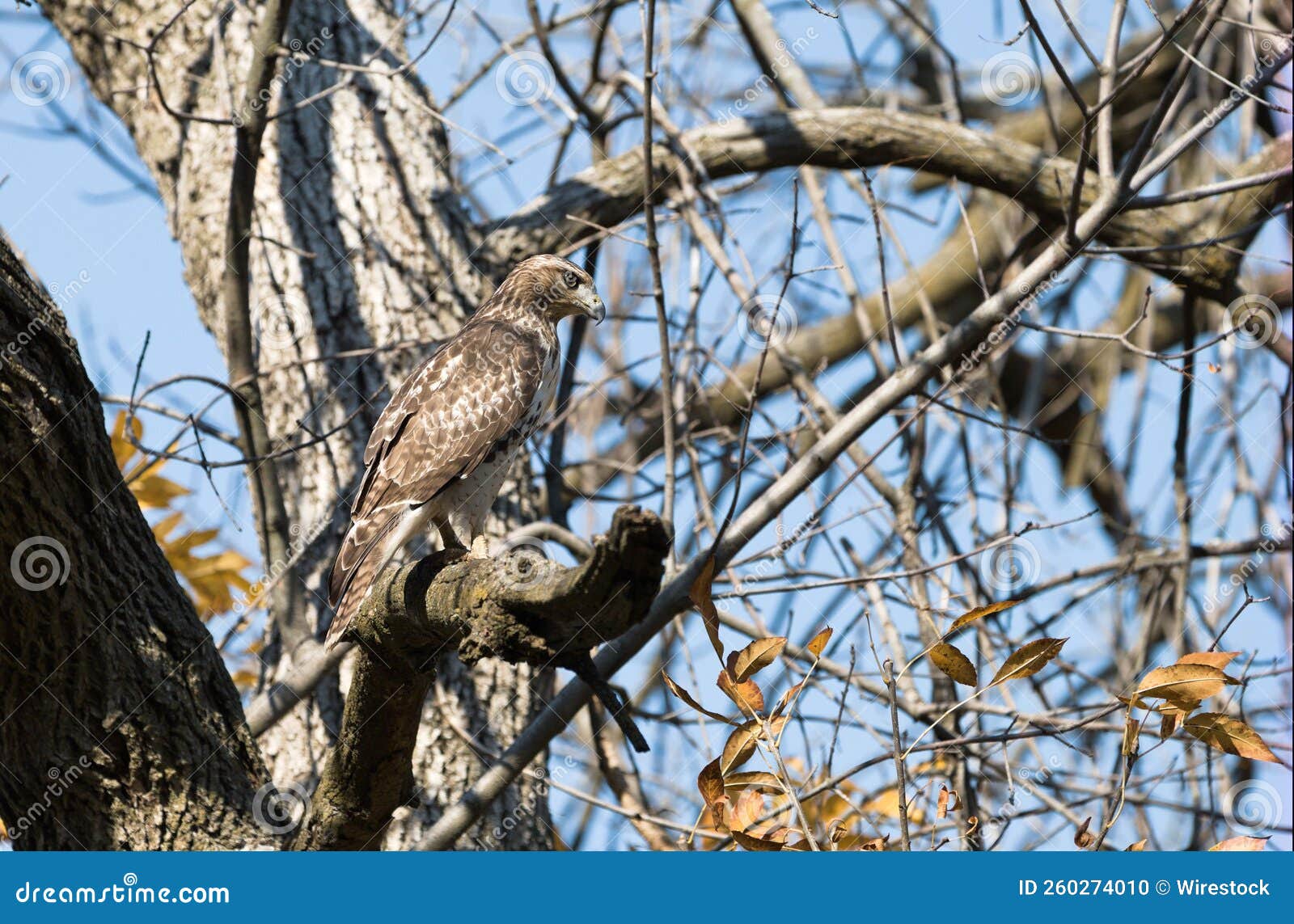 Red-tailed Hawk Perching on a Tree Branch Against a Blurred Background ...