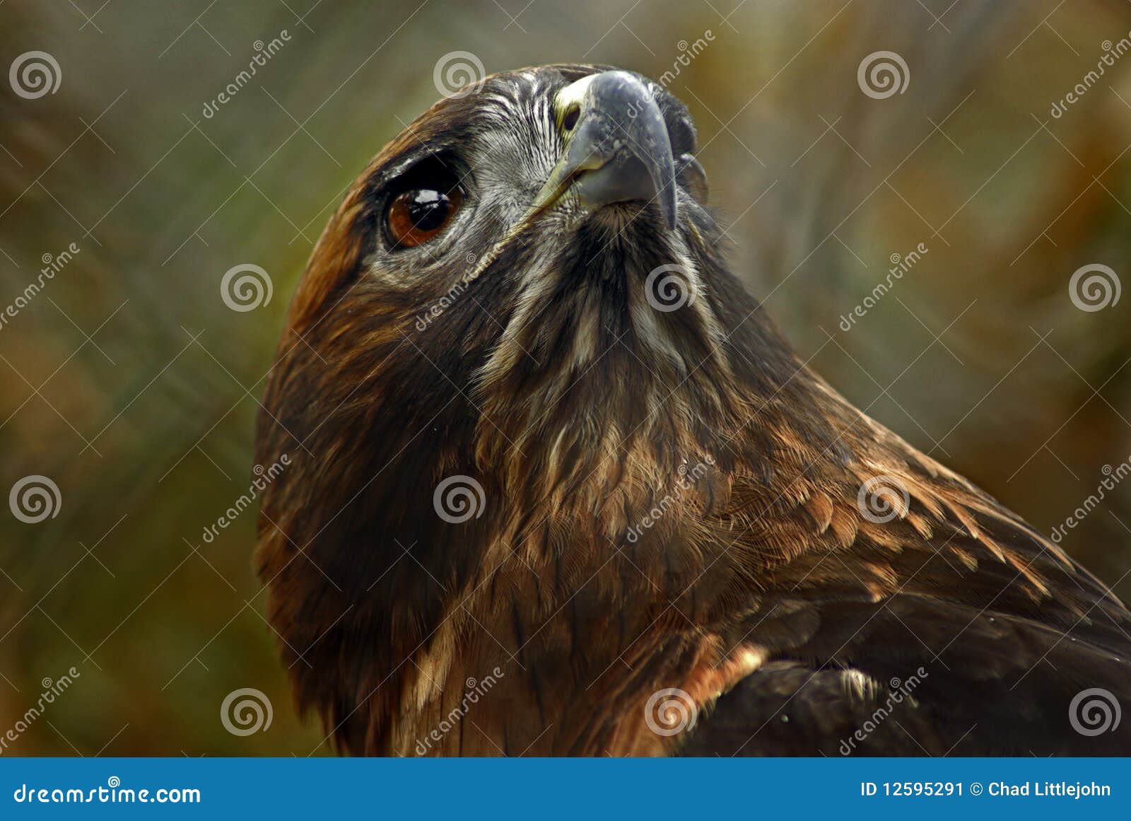 Red Tailed Hawk Portrait stock image. Image of beak, predator - 12595291