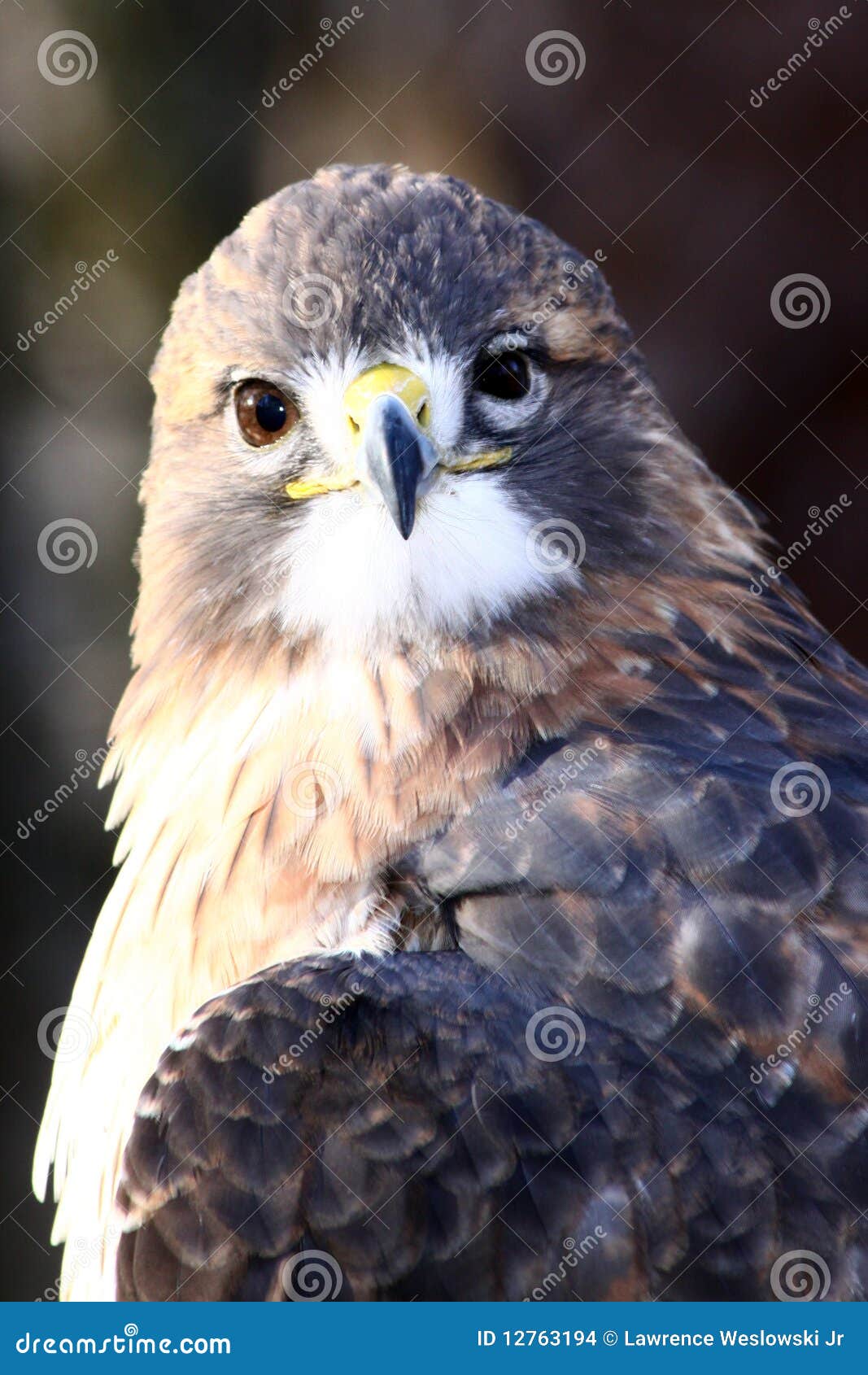 Red-tailed Hawk Portrait stock photo. Image of animals - 12763194