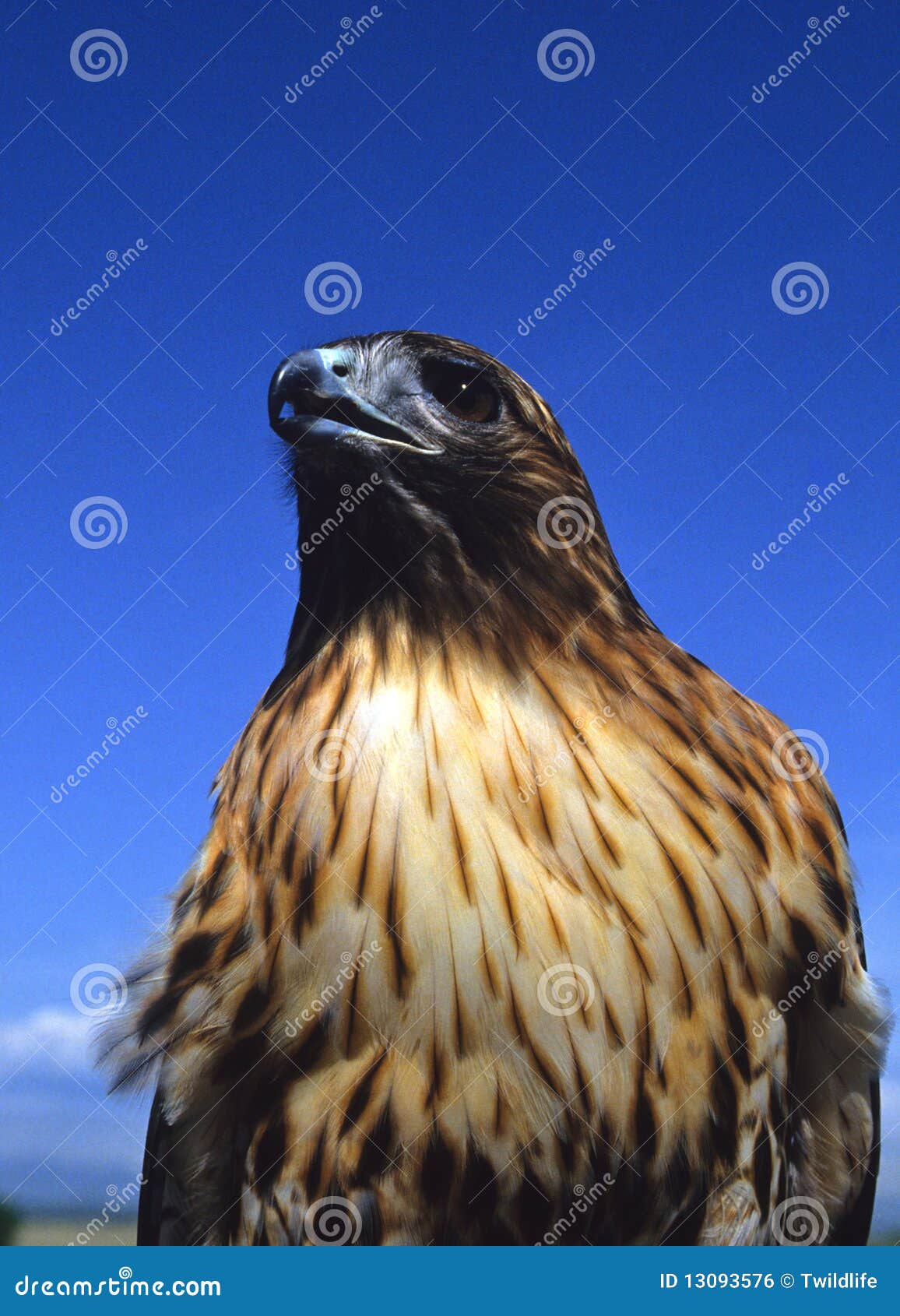 Red Tailed hawk Portrait stock photo. Image of wildlife - 13093576
