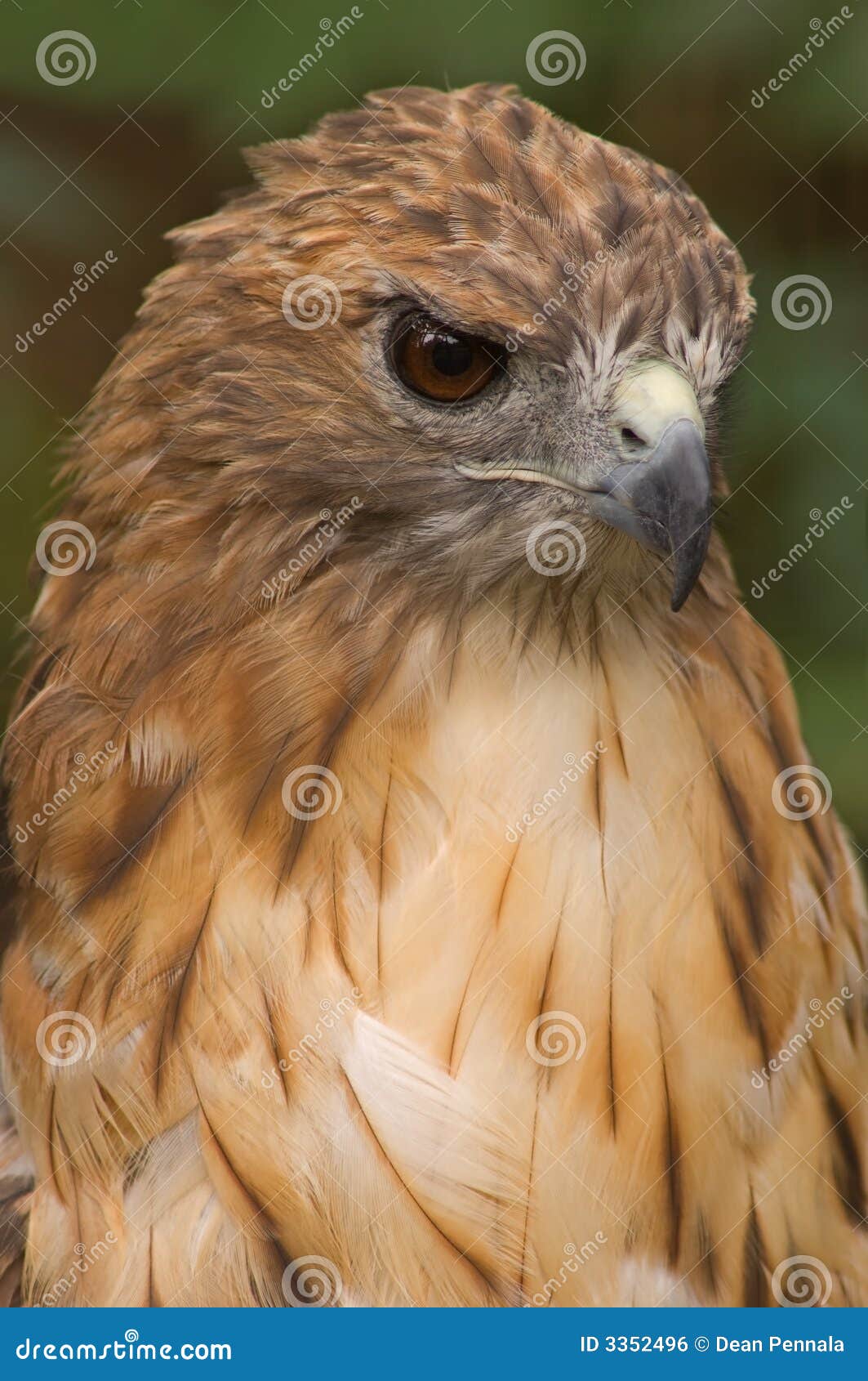 Red-tailed Hawk Portrait stock photo. Image of amaicensis - 3352496