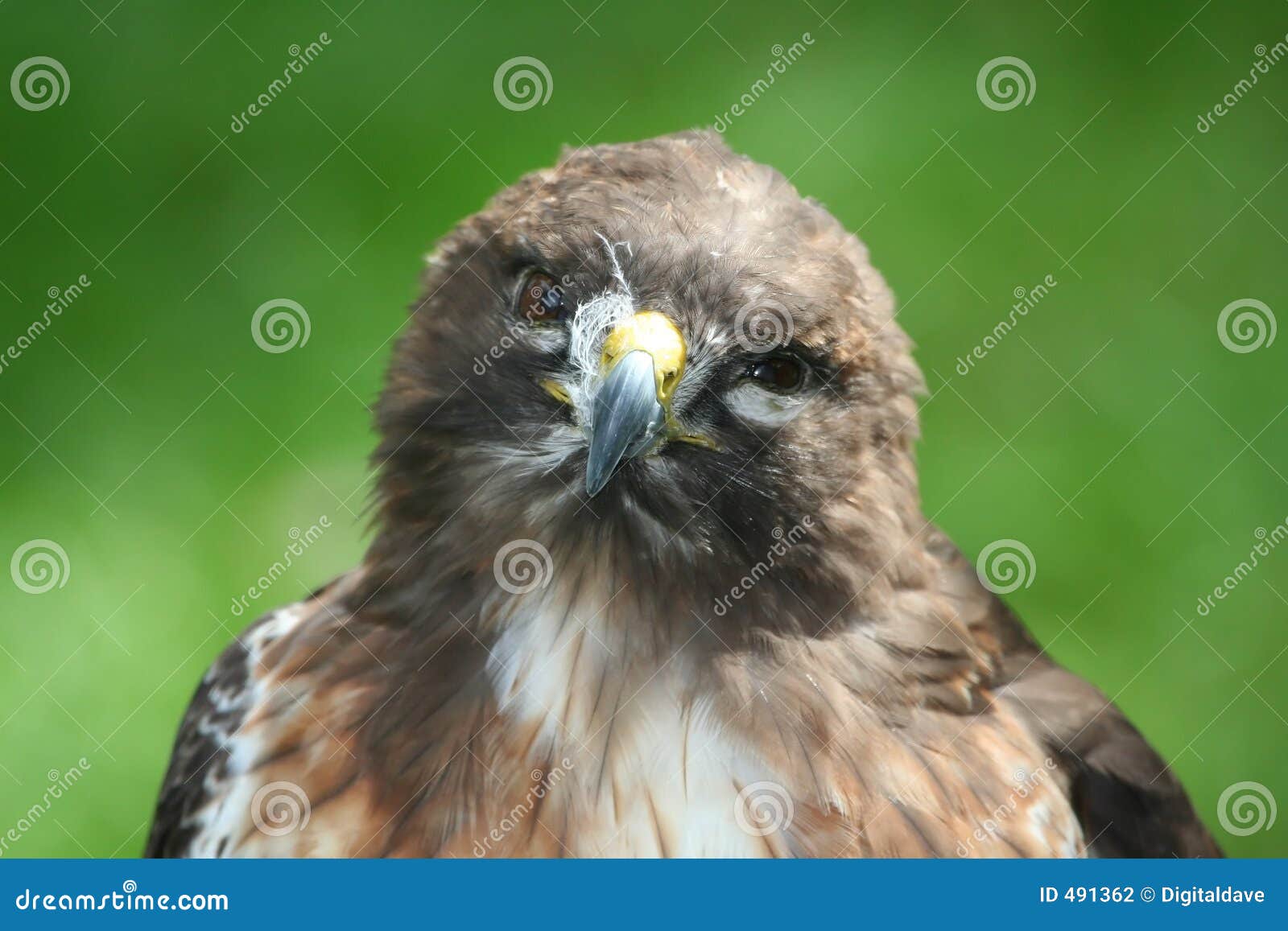 Red tailed hawk portrait stock photo. Image of raptor, bird - 491362
